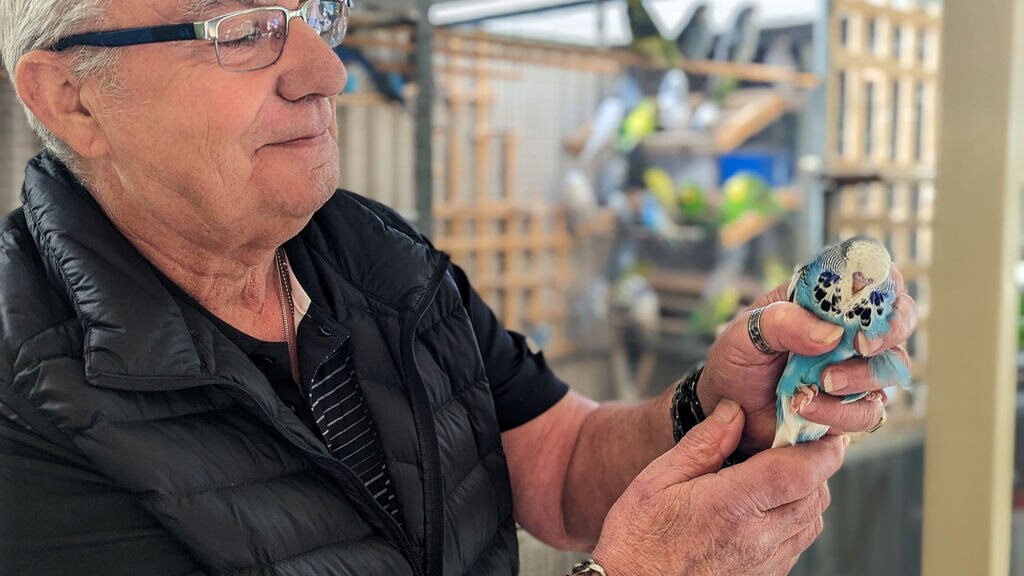 Les Trumper's budgies will represent WA in the national competition ...