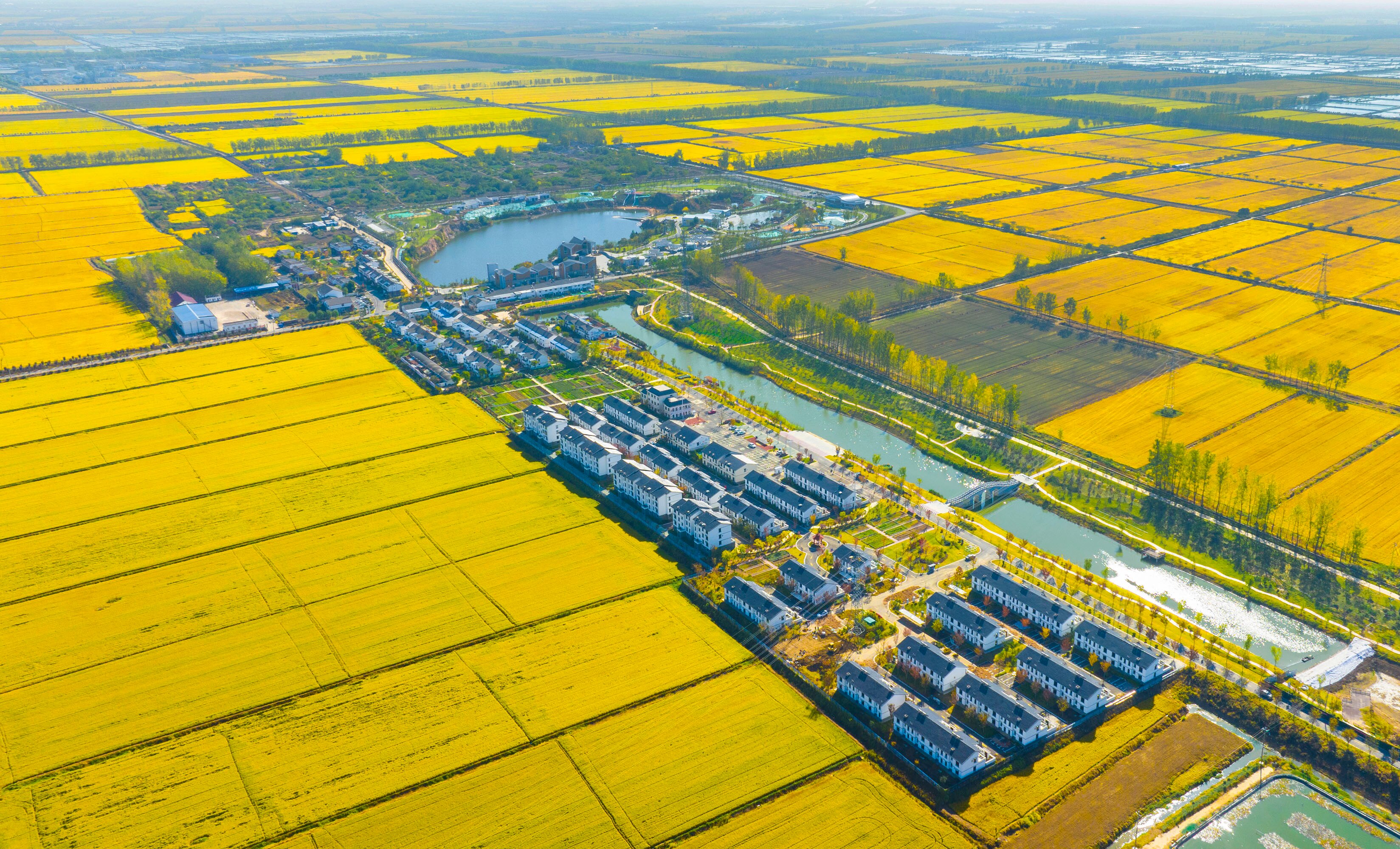 A global rice crisis? - ABC listen