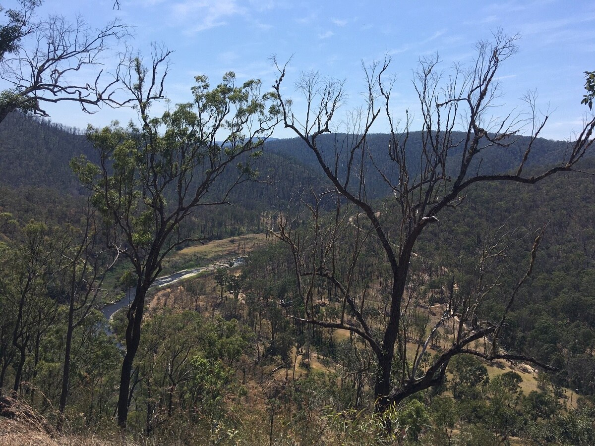 Bronwyn Herbert - ABC News