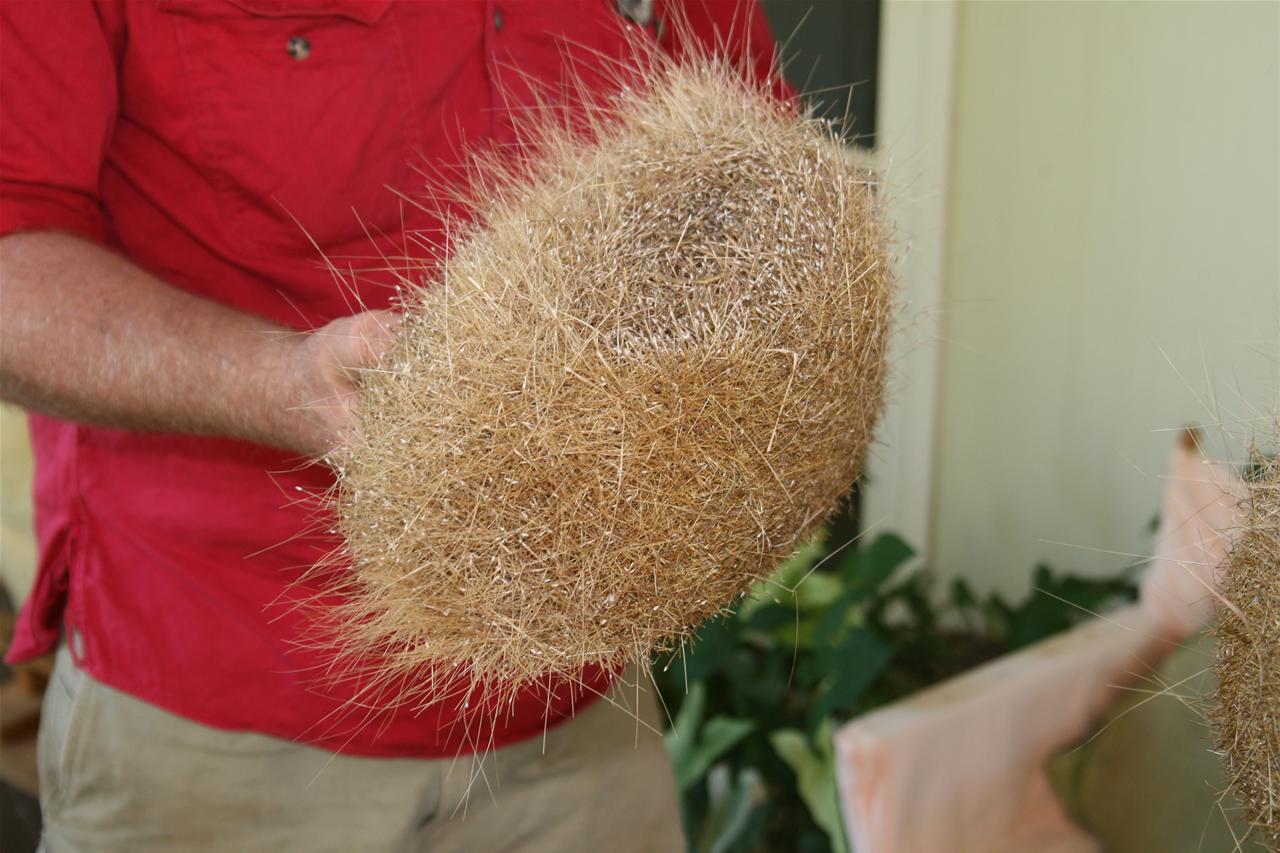 Sheep sport seedy 'shoes' - ABC News