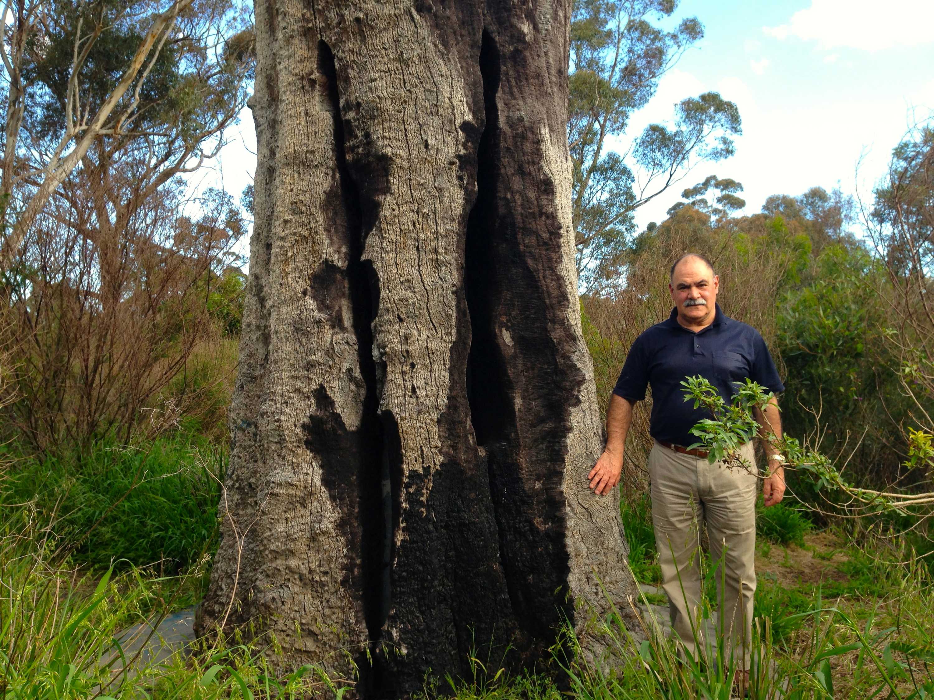 Seeing the wood for the trees - ABC Radio National