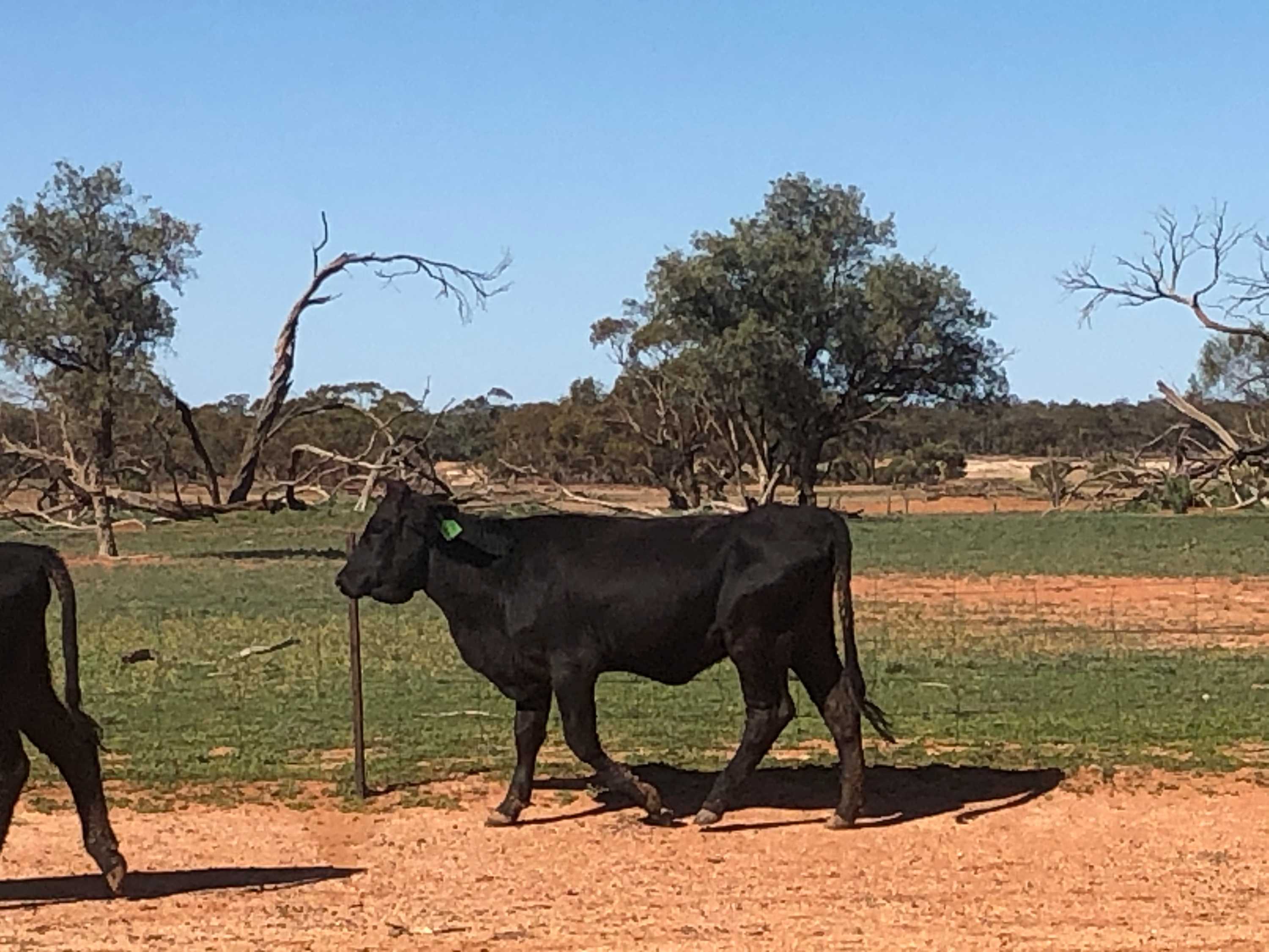Landholders in western NSW warned about Pimelea poisoning after stock ...