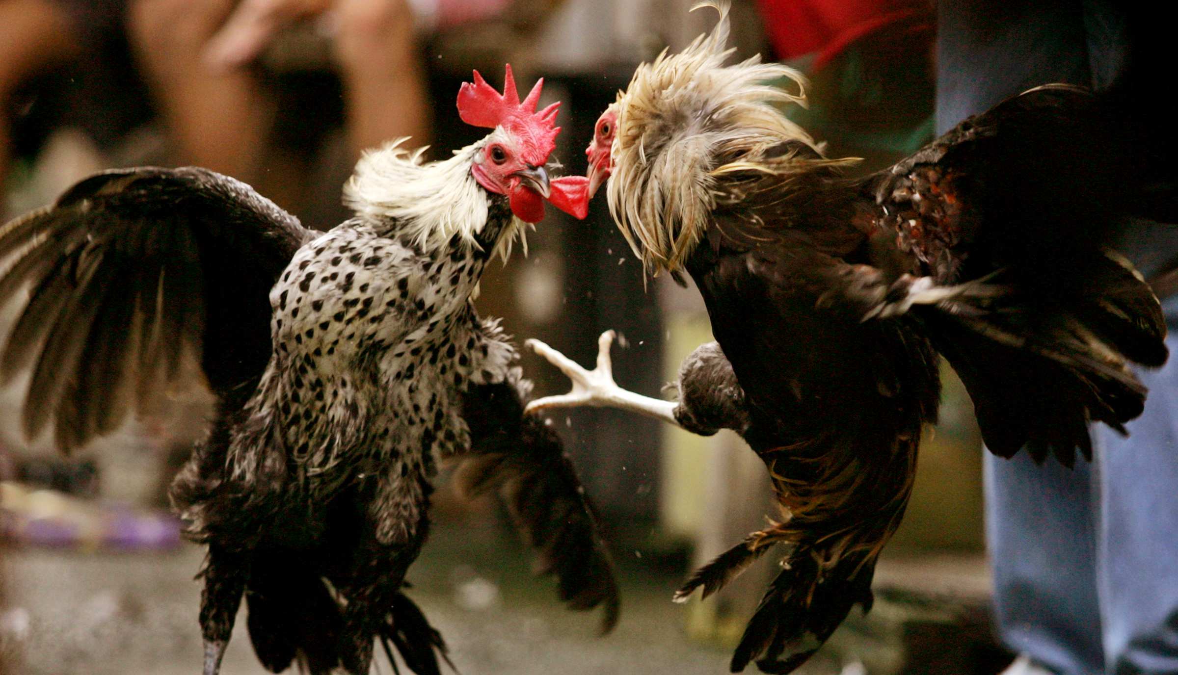 Animal rights group PETA supports ban on cockfighting in all US ...