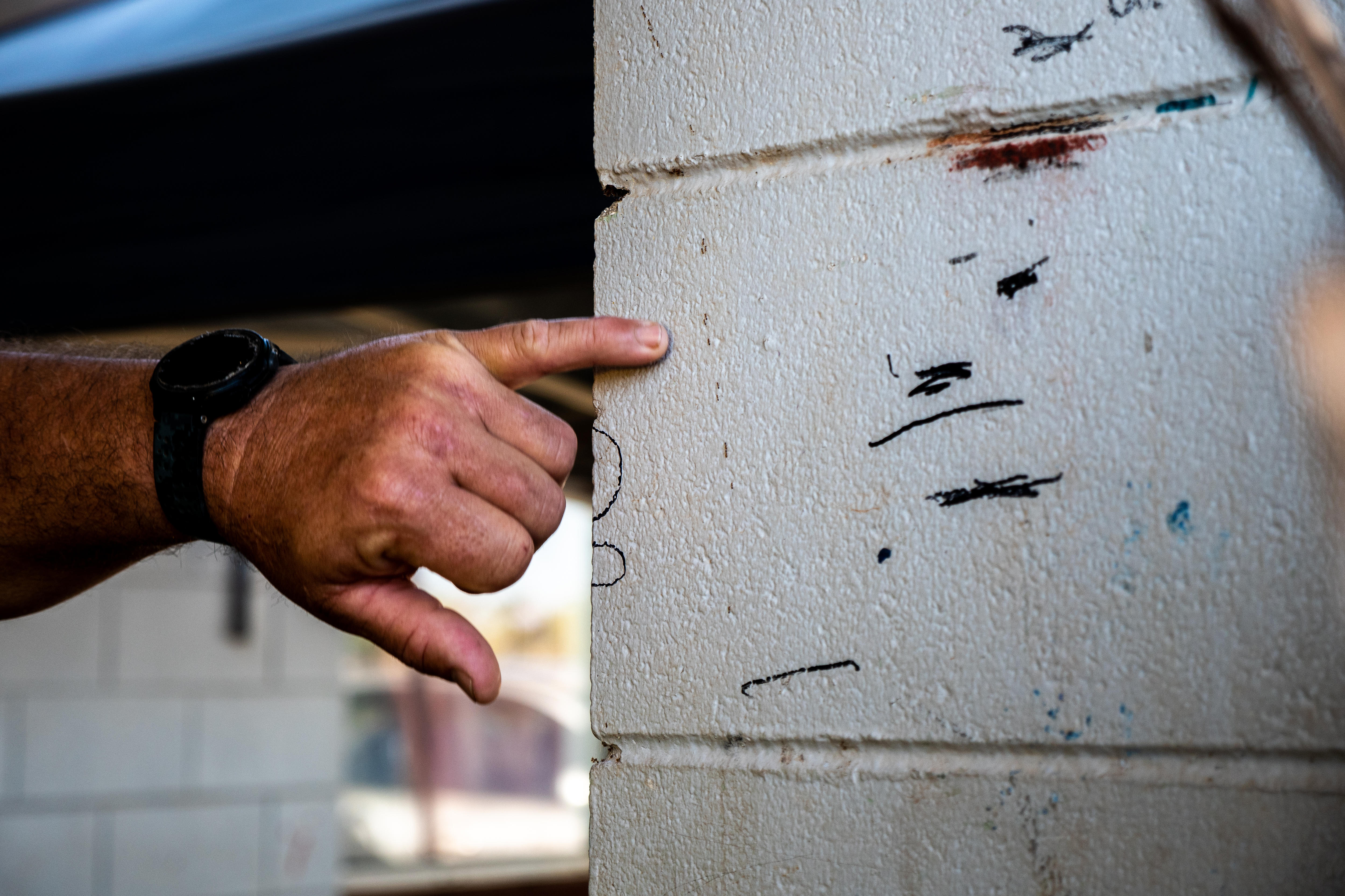 Tiny Singapore ant causing big problems in Queensland, chewing through ...