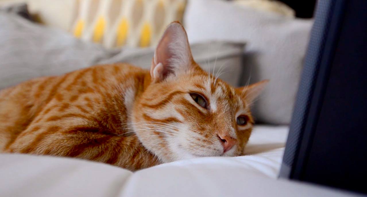 Music For Cats: Meow-sician claws to the top of the charts with album ...