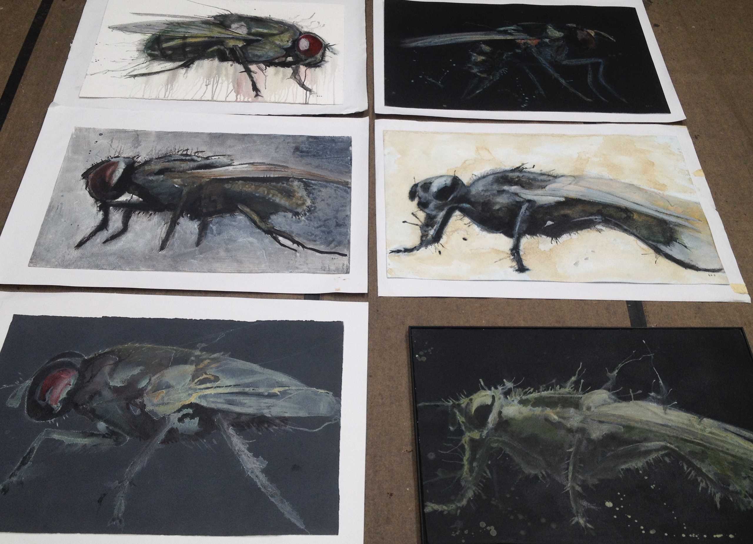 Blowflies an inspiration for New South Wales south coast painter - ABC News