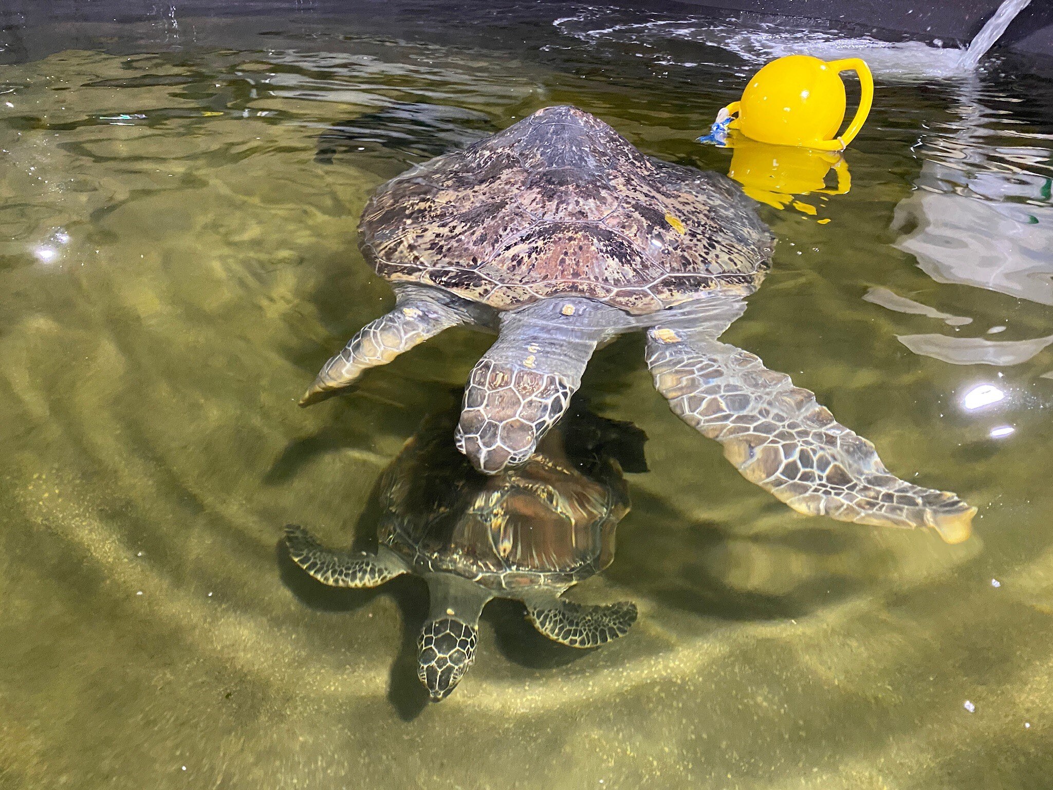 Busy summer for Port Stephens sea turtle rescue group - ABC listen