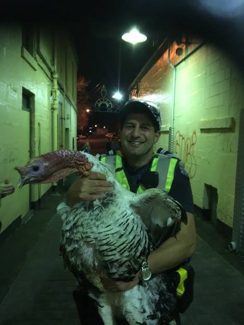 Mystery of 'Albert the Turkey' solved, as gobbler finds a new home ...
