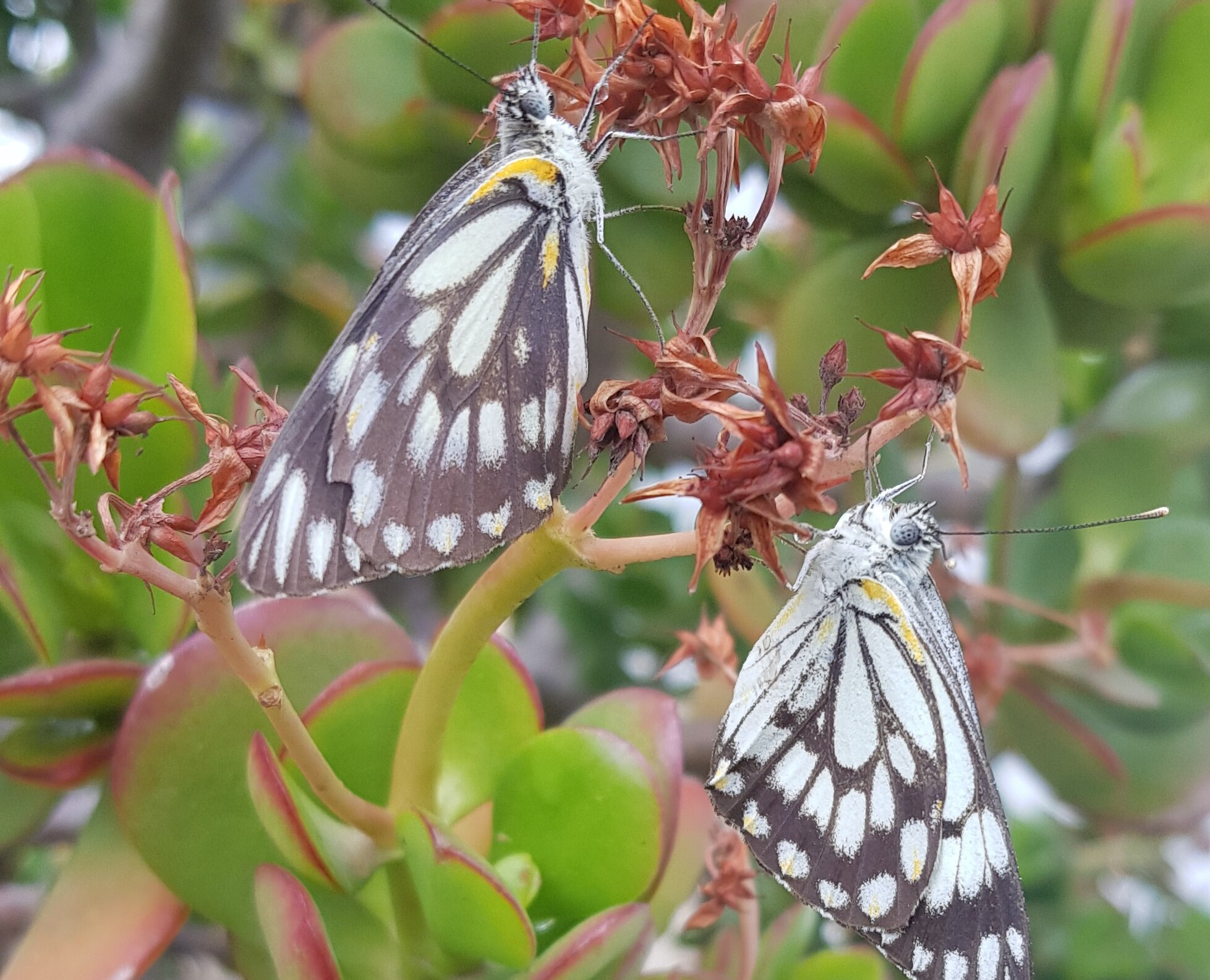 How to bring butterflies to your home garden in SA - ABC listen