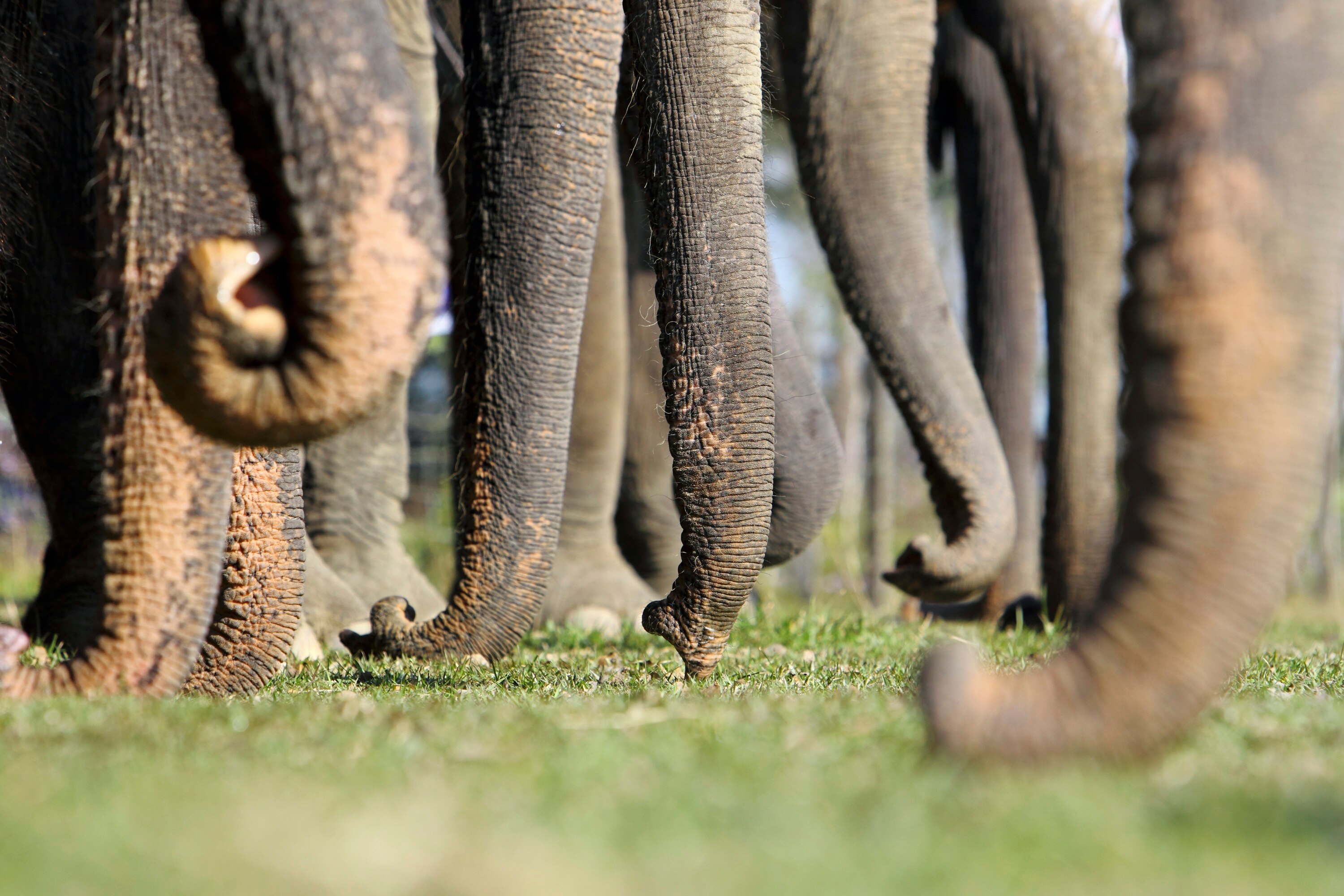Talking Point: The Plight of the Elephants - ABC listen