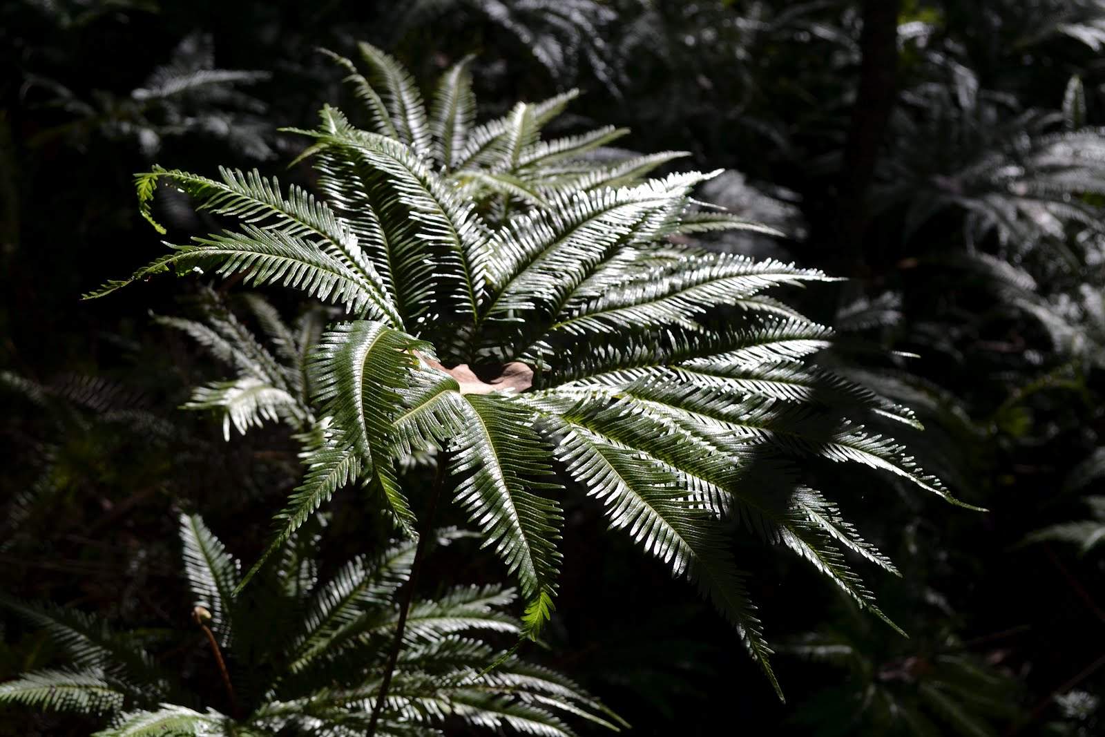 Wild Bundanoon - ABC Radio National