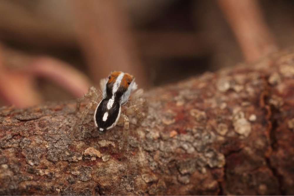 New spider species discovered by citizen scientists using Australian ...