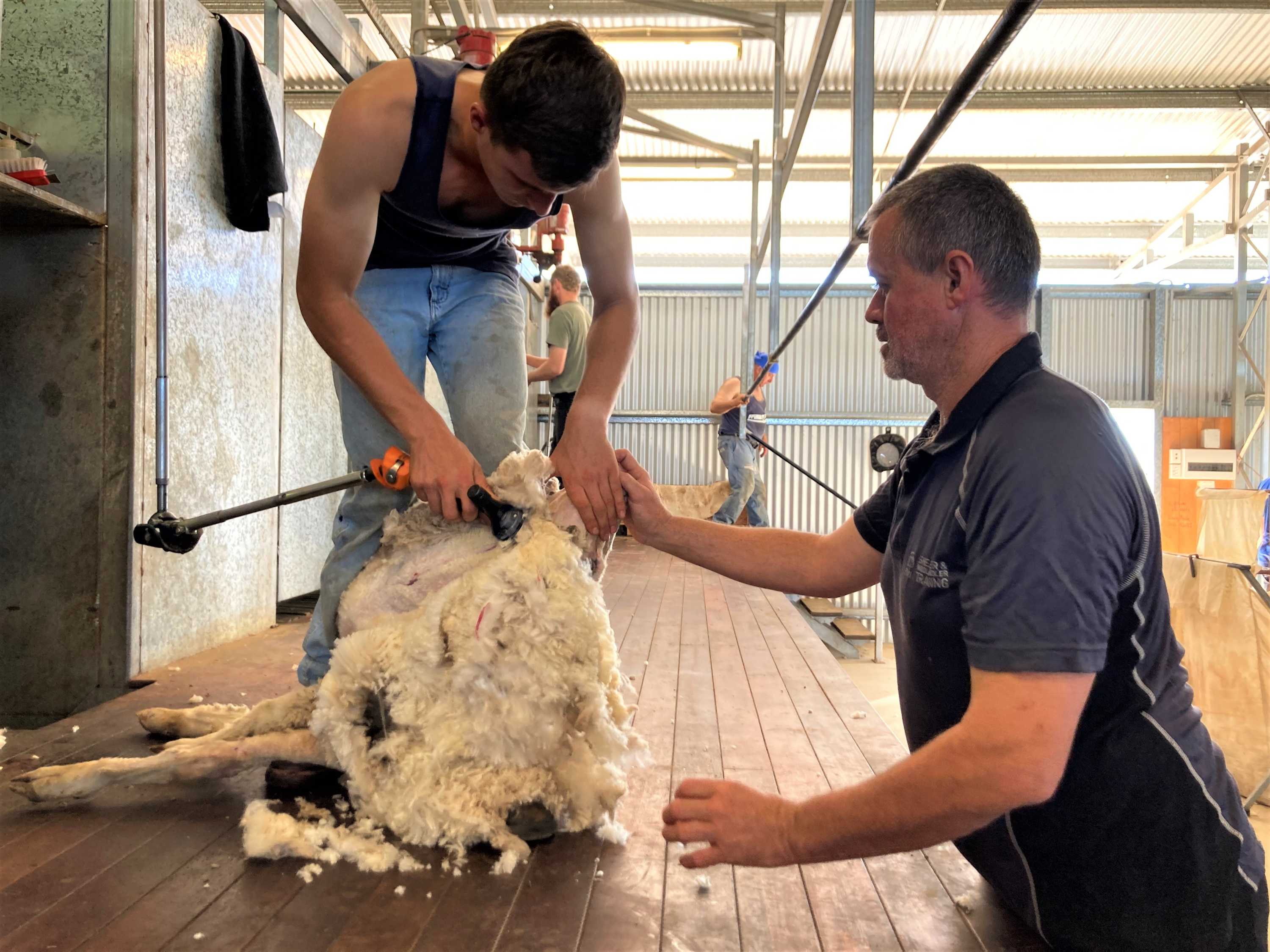 Western Queensland wool country still fighting to bring wool back 30 ...