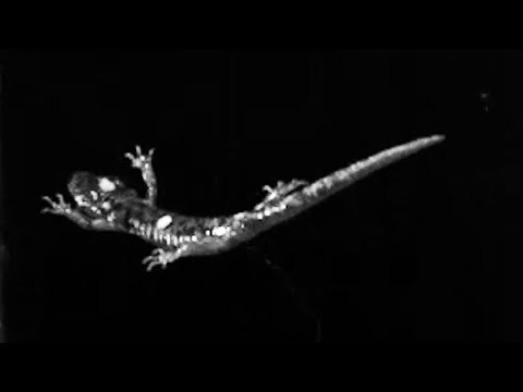 Salamanders' ability to 'skydive' in California redwood forests ...