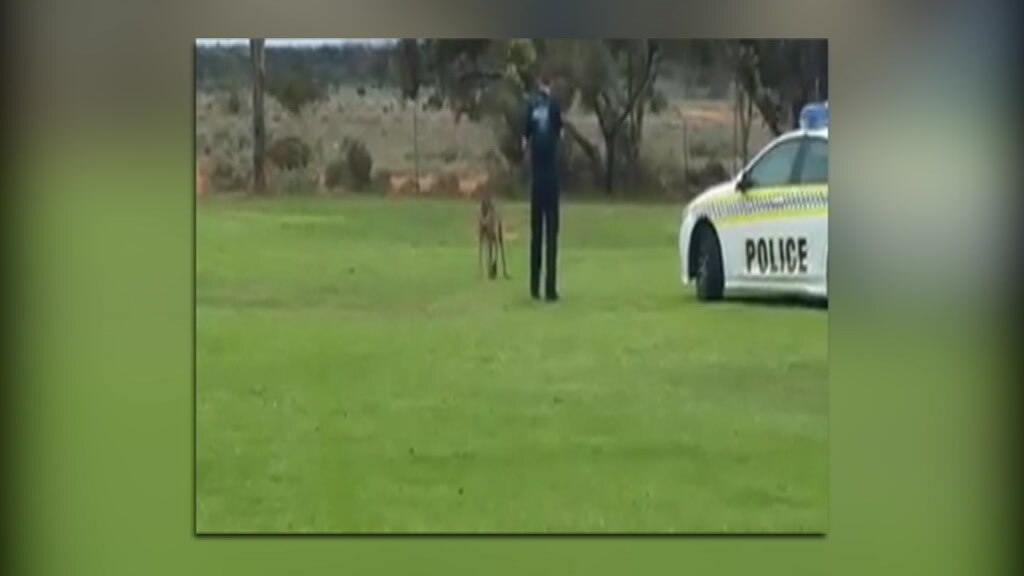 Police officer takes seven shots to 'destroy' injured kangaroo in ...