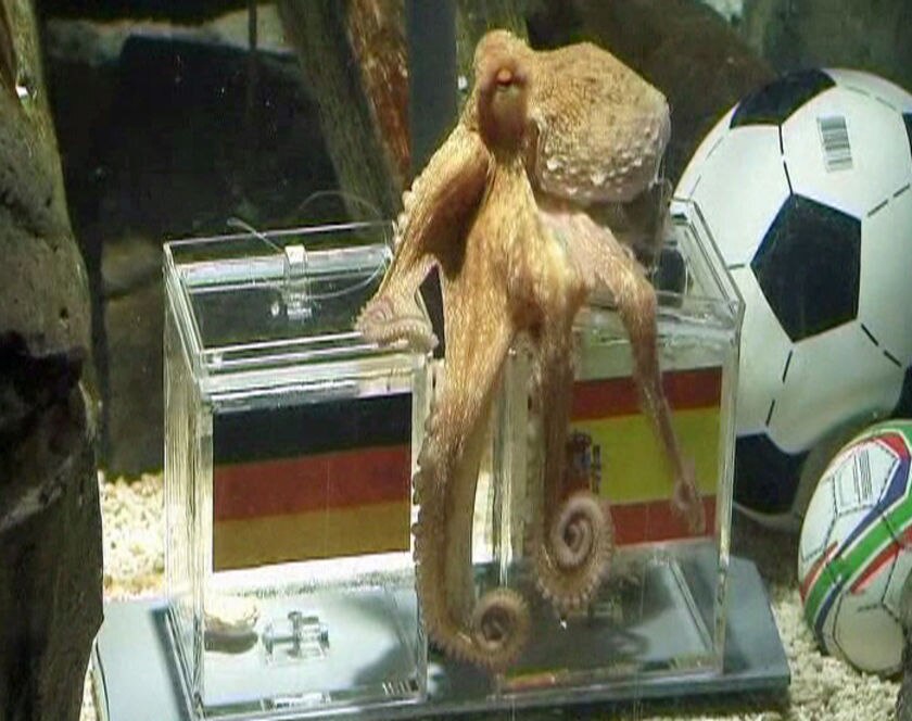 Oracle octopus to predict World Cup final - ABC News