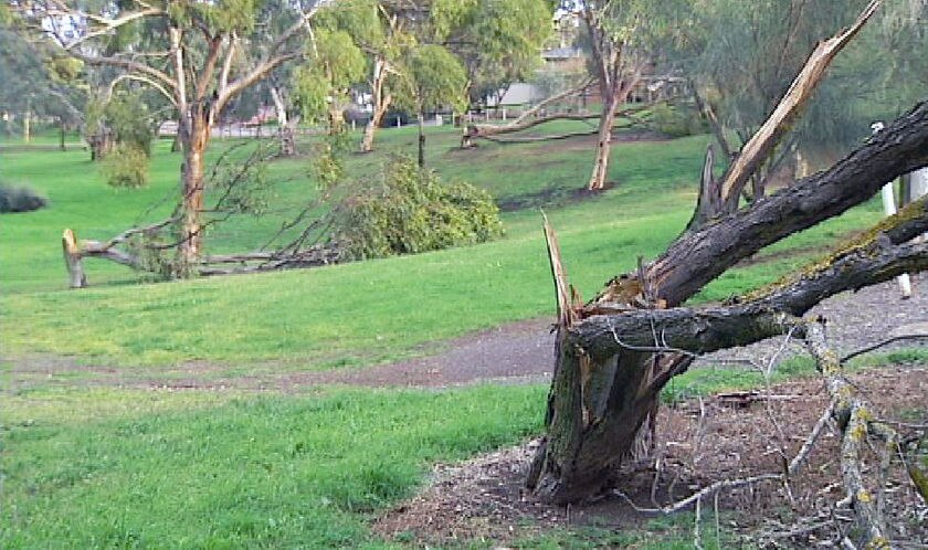 Homes, trees damaged in strong winds - ABC News