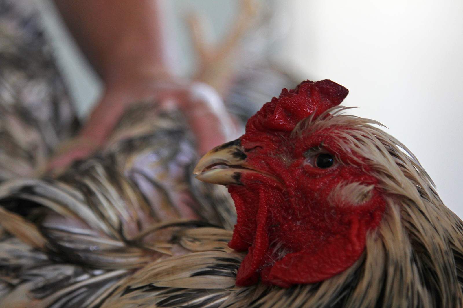 Chicken day spa shows why it pays to pamper your poultry - ABC News