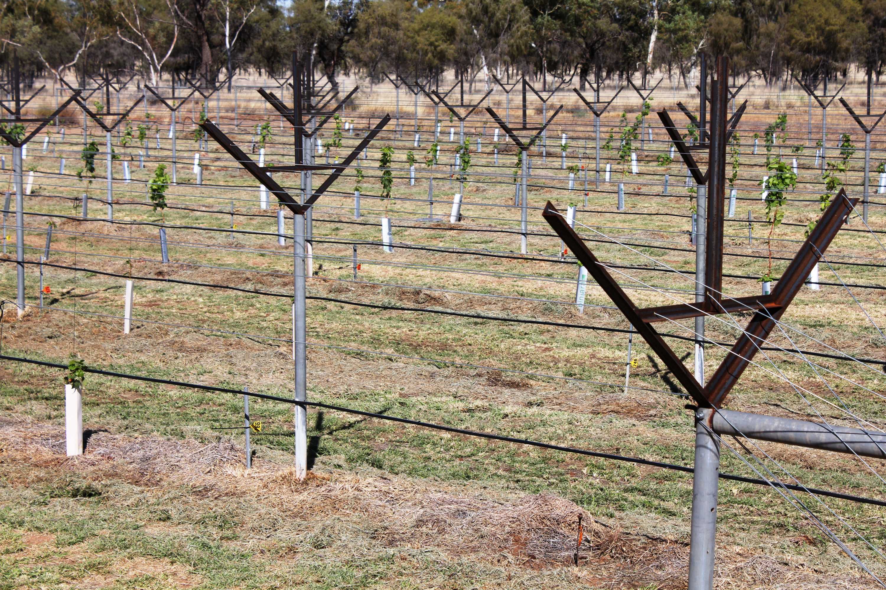 Years of research leads to new grapes being tested in Central Australia ...