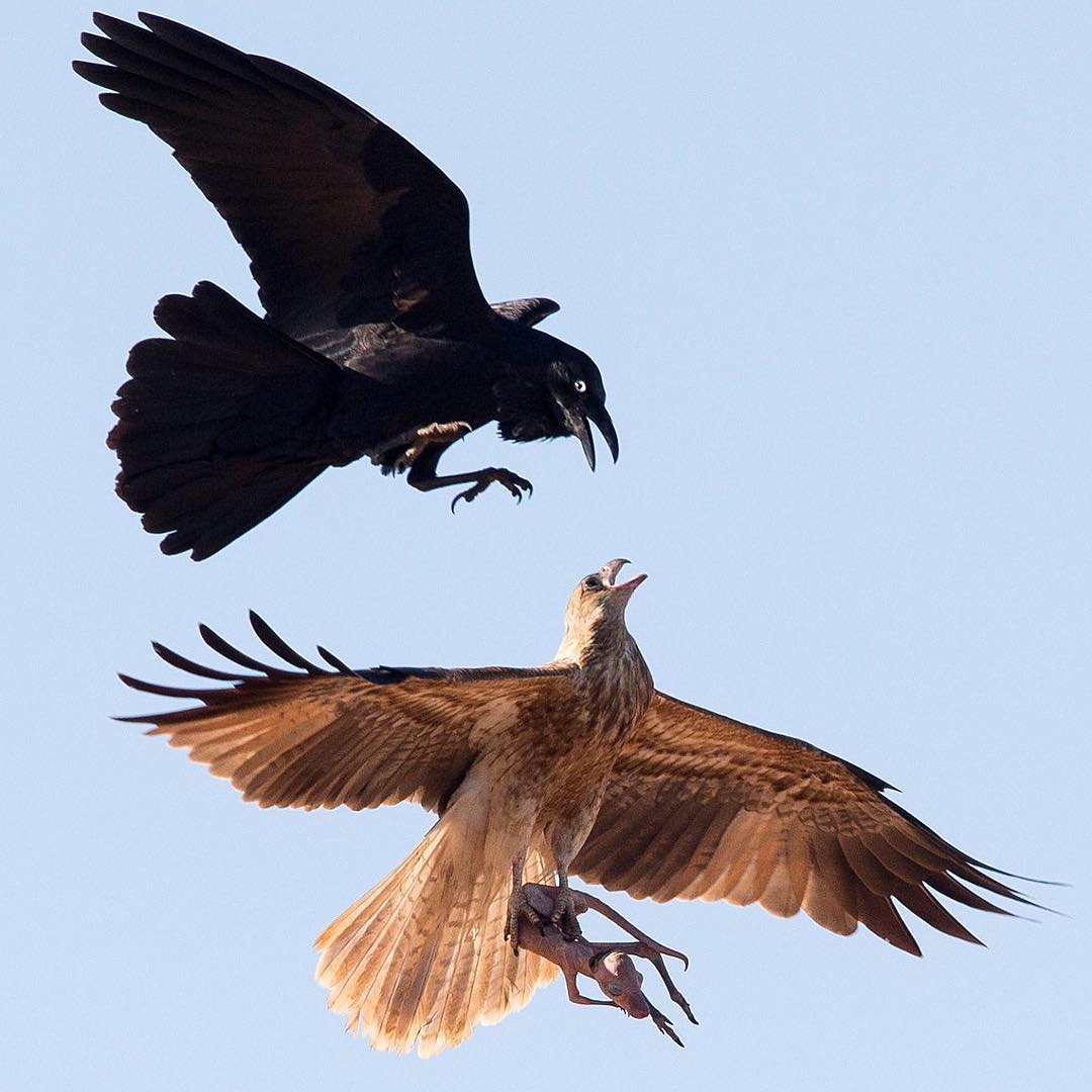 Research into the impact of birds during fire - ABC listen