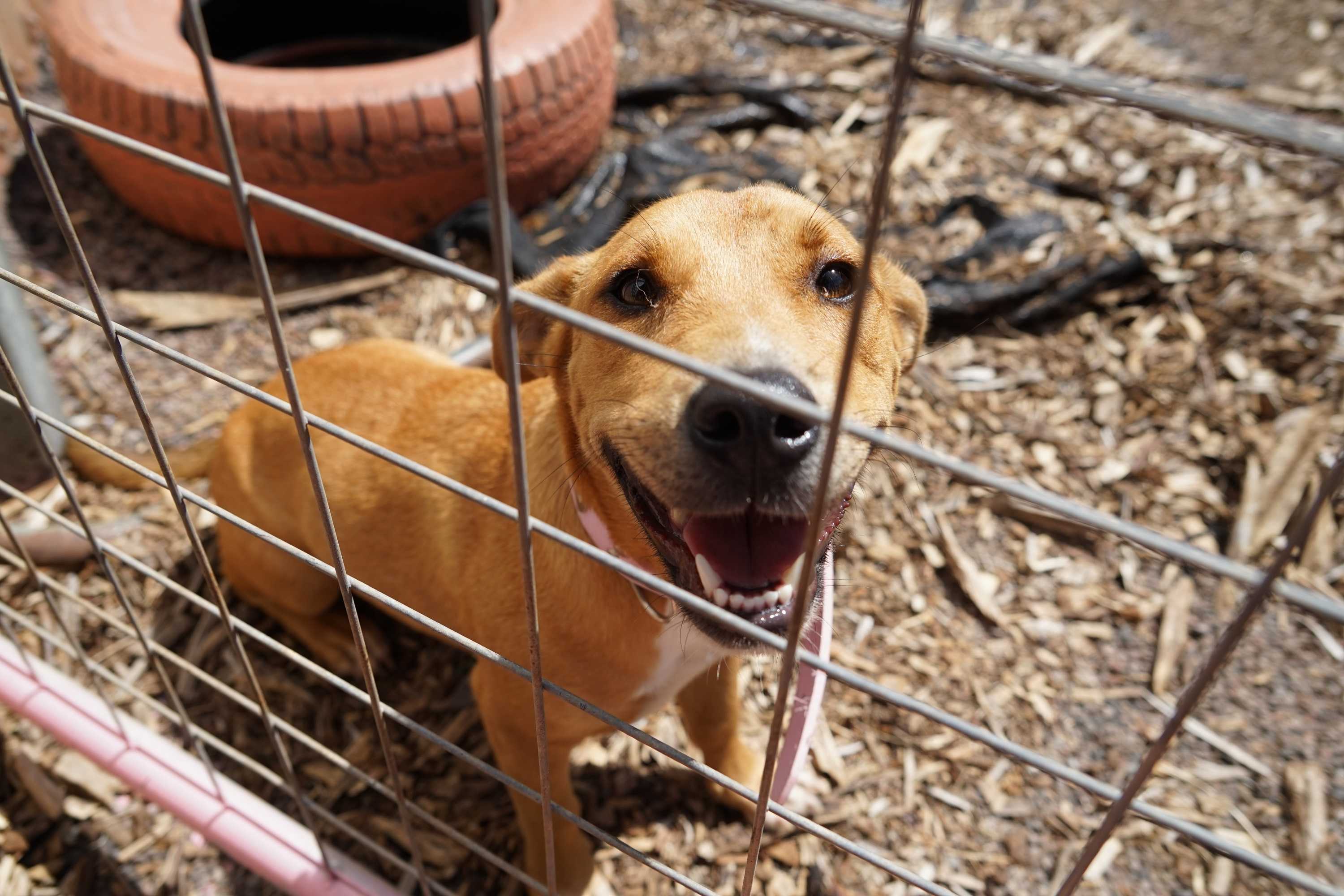 Dog Rescue Newcastle at 'crisis point' - ABC listen