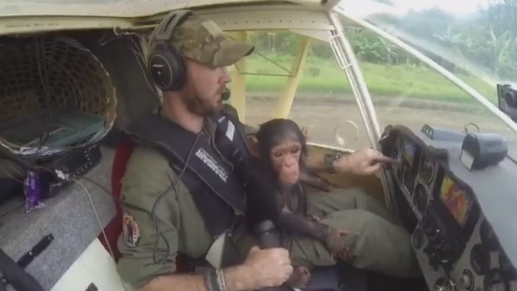 Baby chimpanzee takes scenic flight to new home after rescue from ...