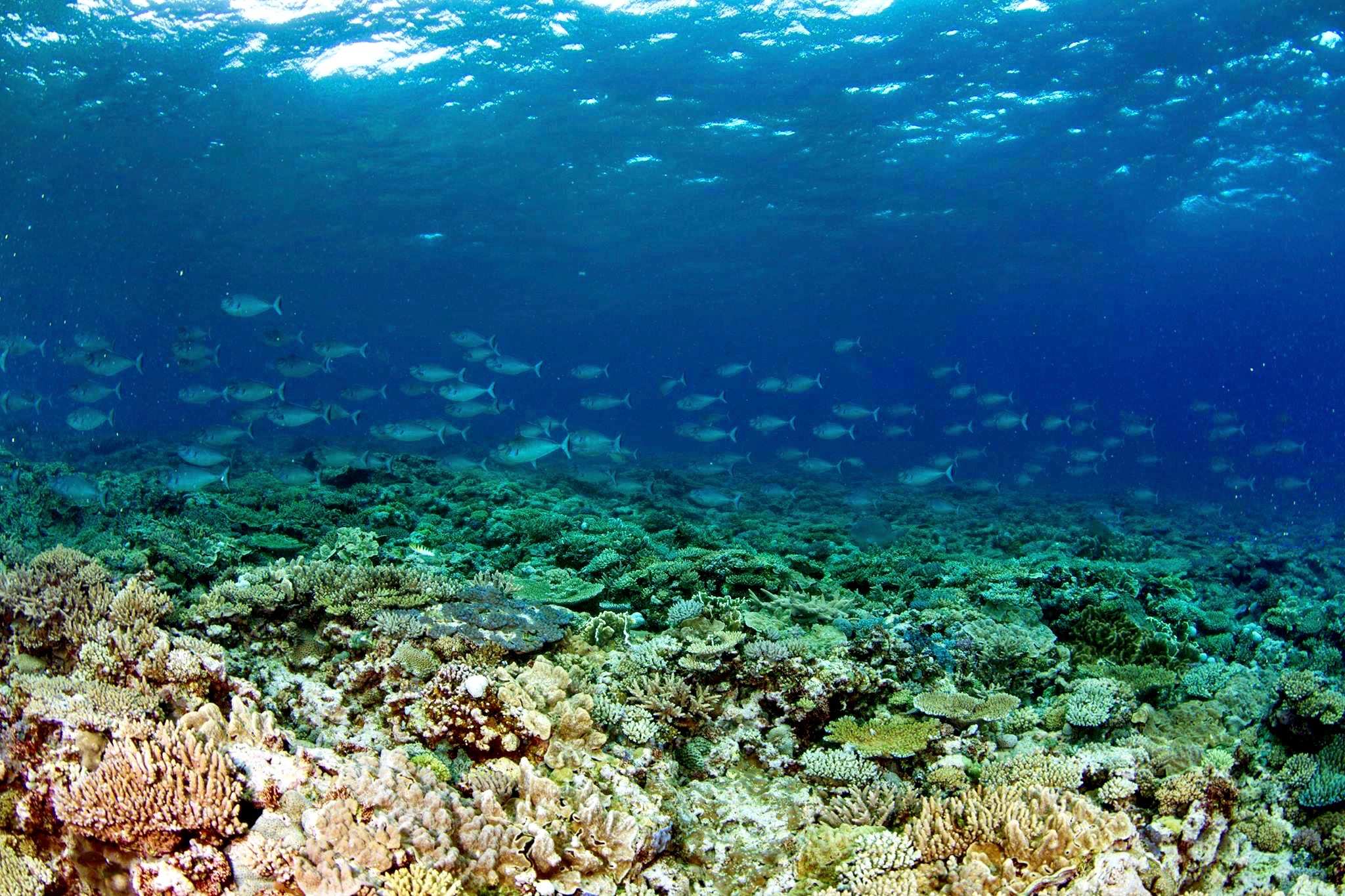 Southern Great Barrier Reef island shows signs of coral recovery after ...
