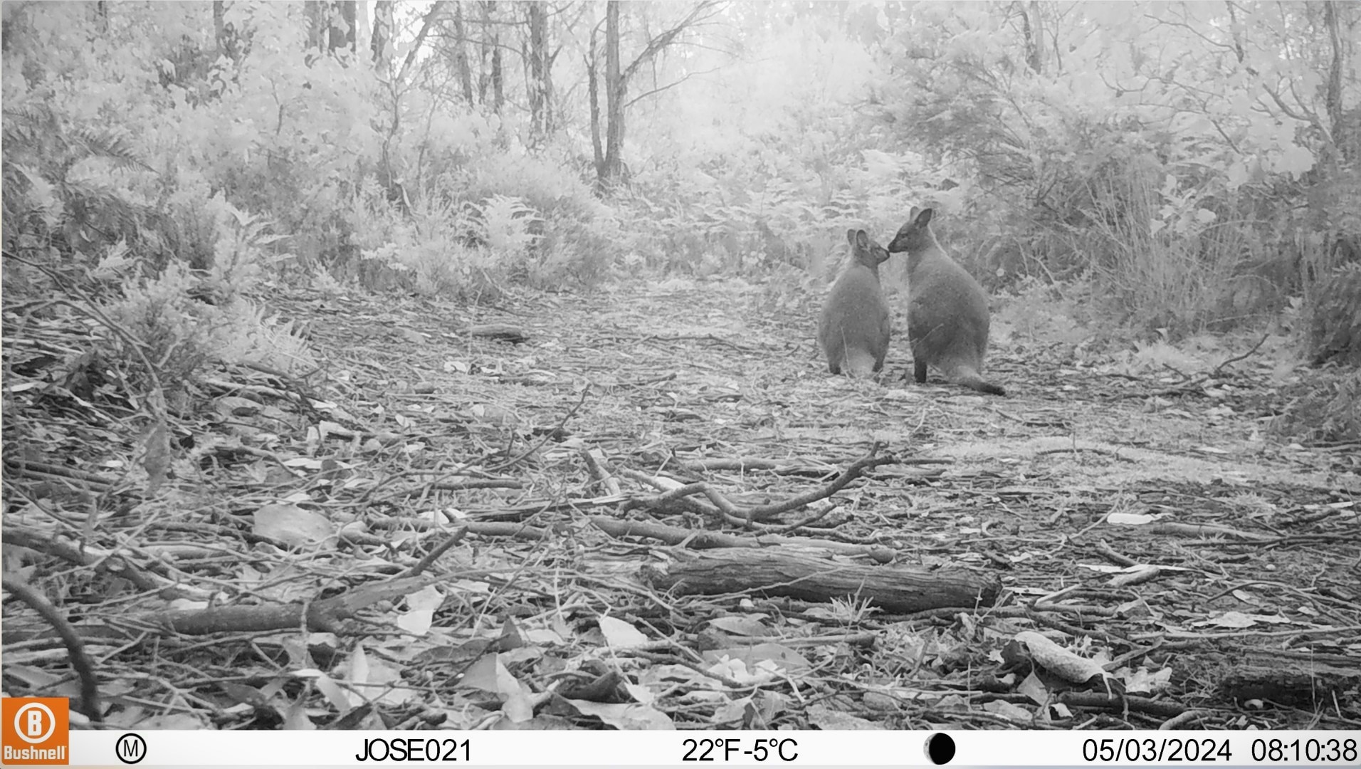Animals - Topic - ABC News