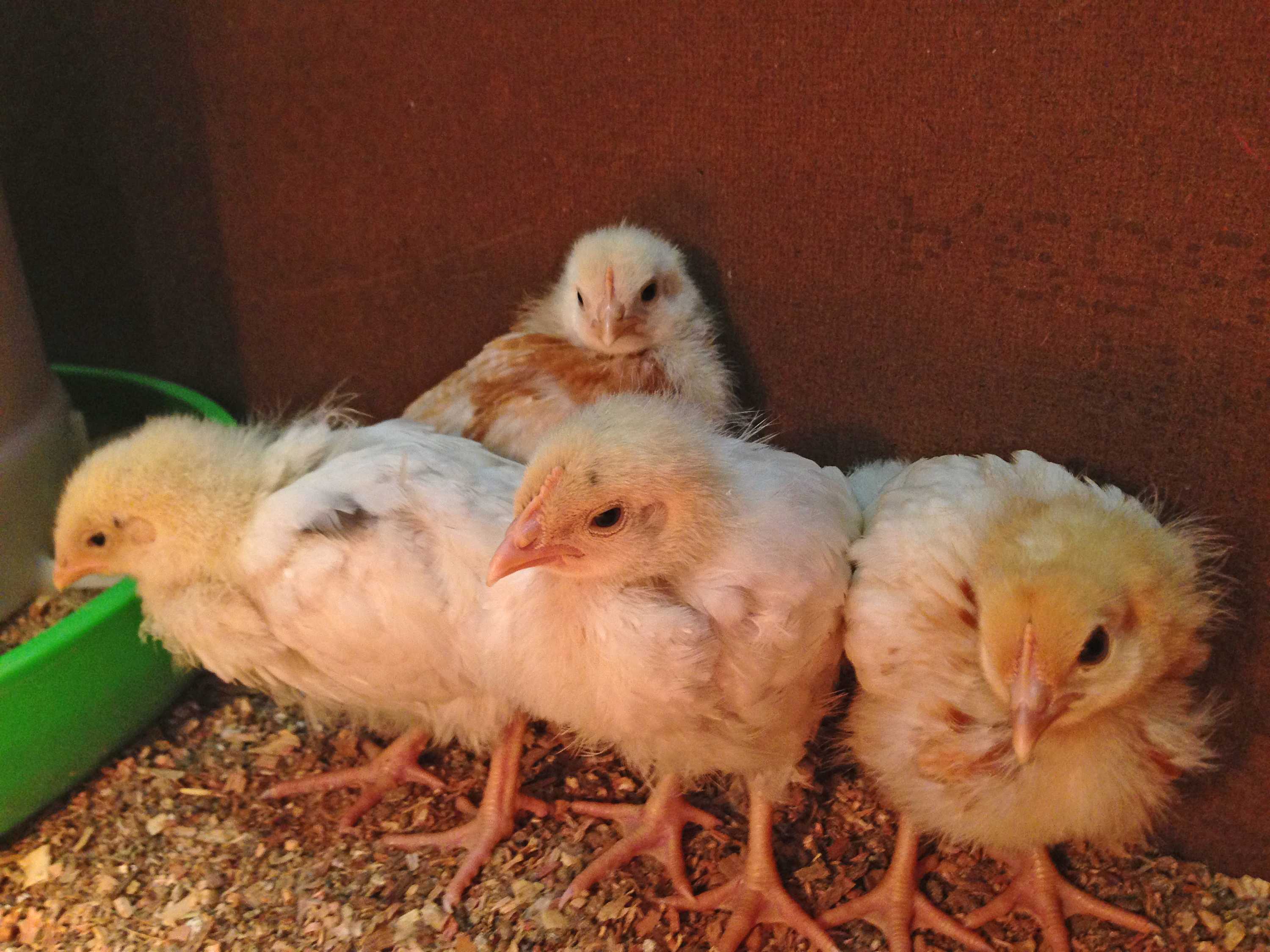 Ever thought of keeping a few chooks in the backyard? - ABC Radio