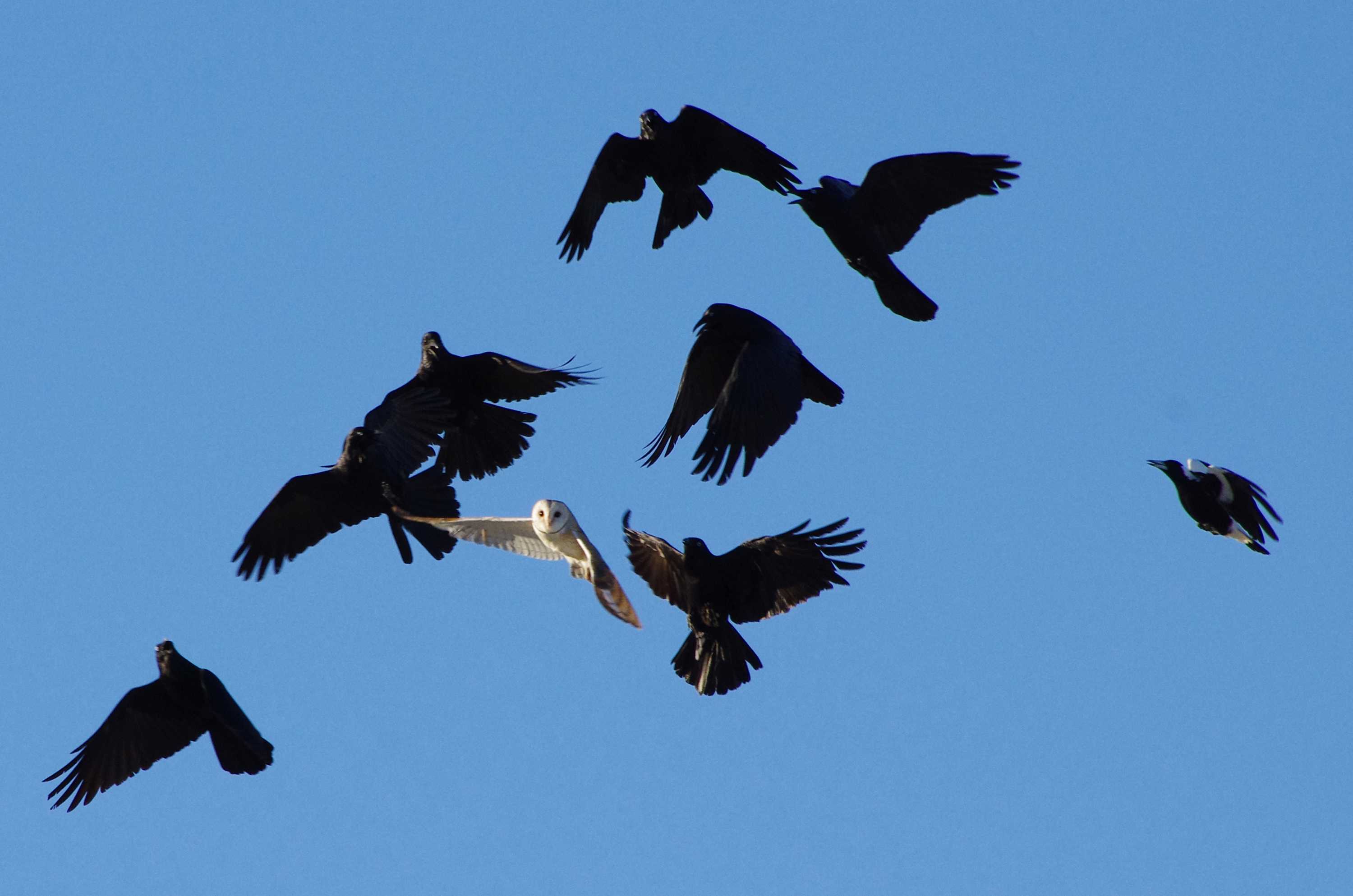 Ravens launch attack on barn owl in flight over Perth beach - ABC News