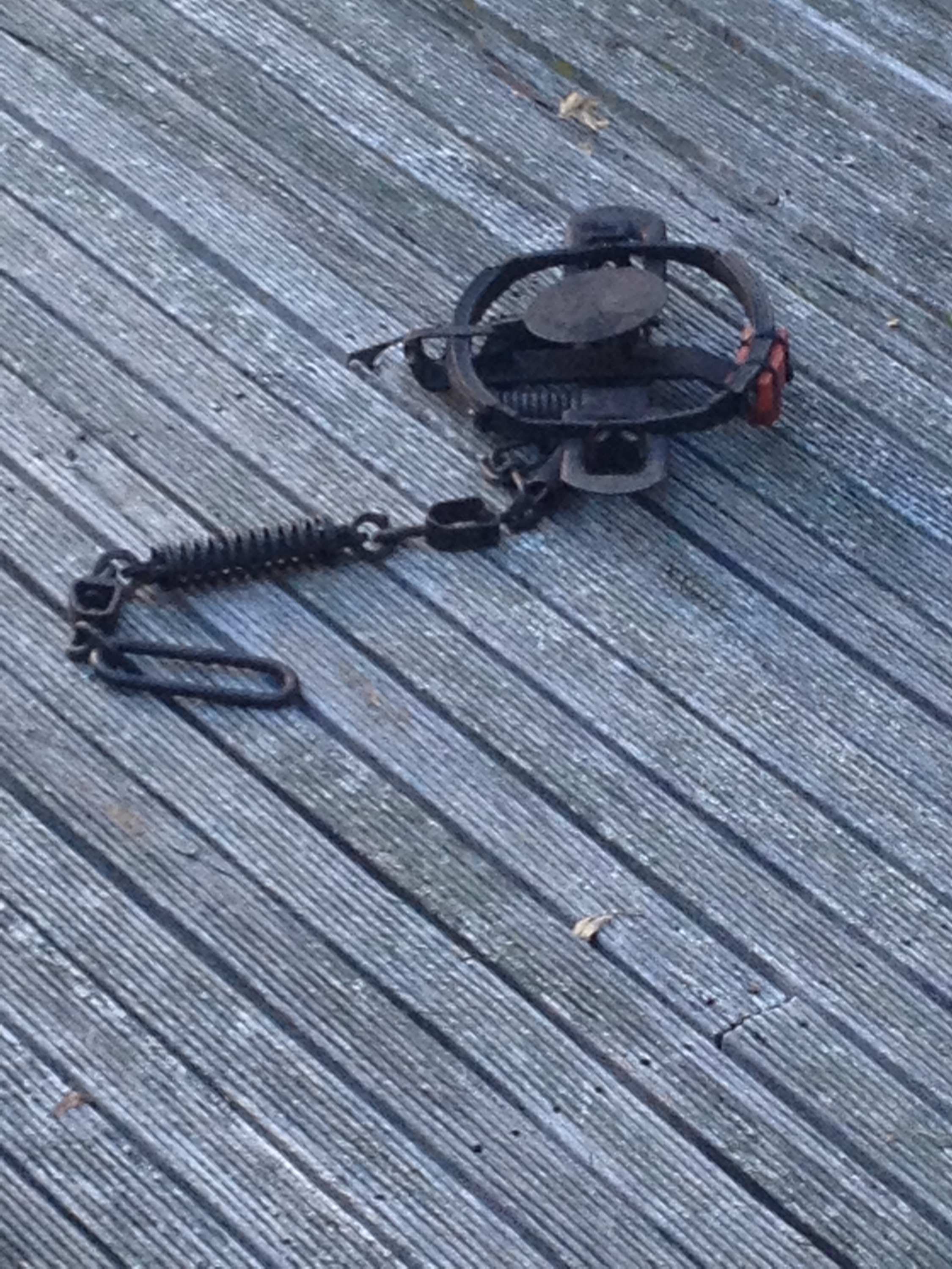 A dog by any other face may eat as many sheep - ABC News