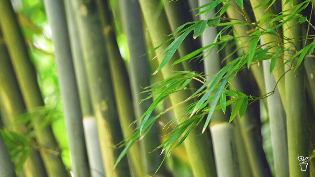 Bamboo For You - Gardening Australia