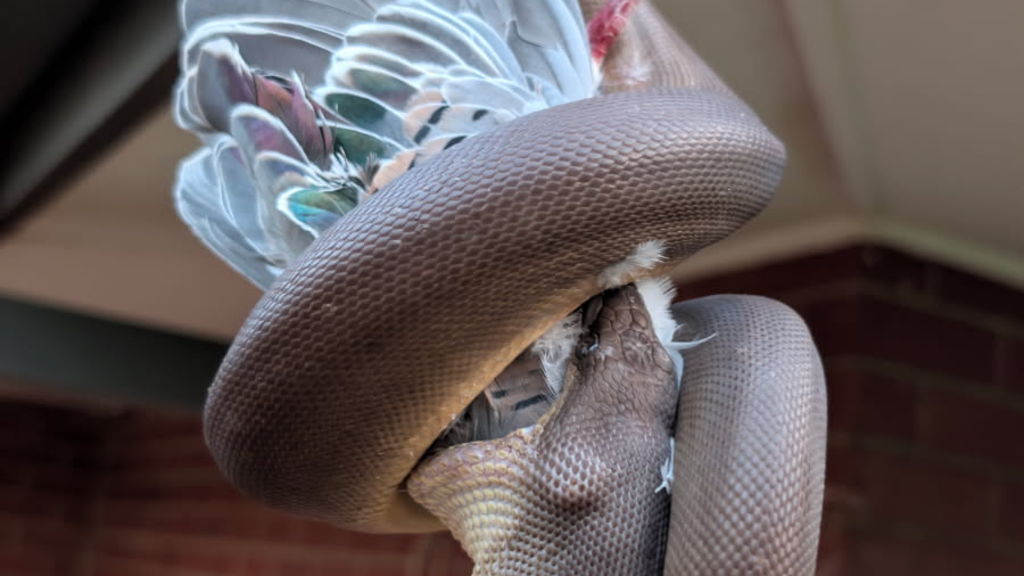 Pilbara olive python devours entire pigeon - ABC News