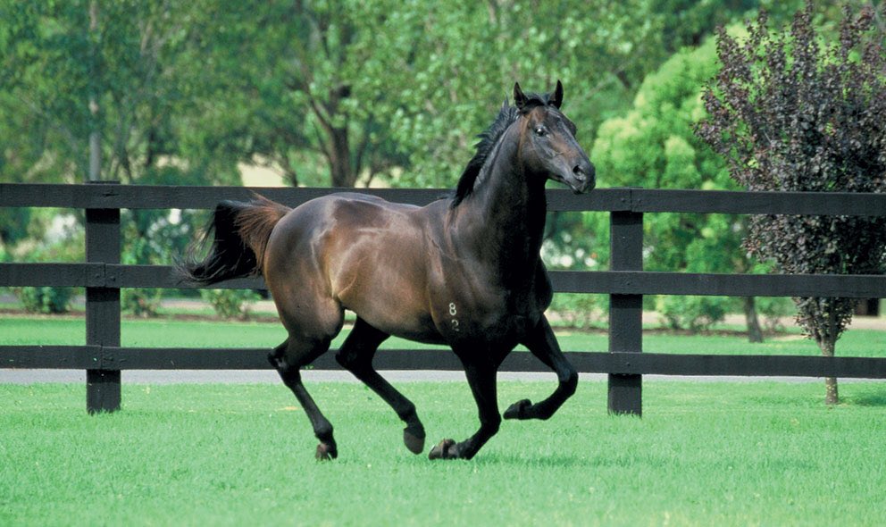 Octagonal dies aged 24 - ABC News