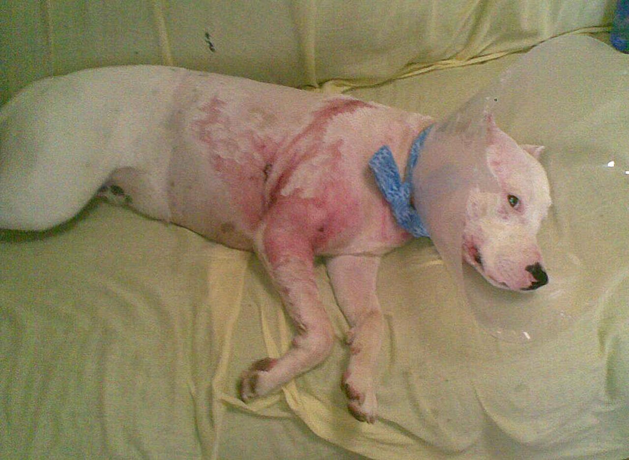 Man acquitted of setting dog on fire - ABC News