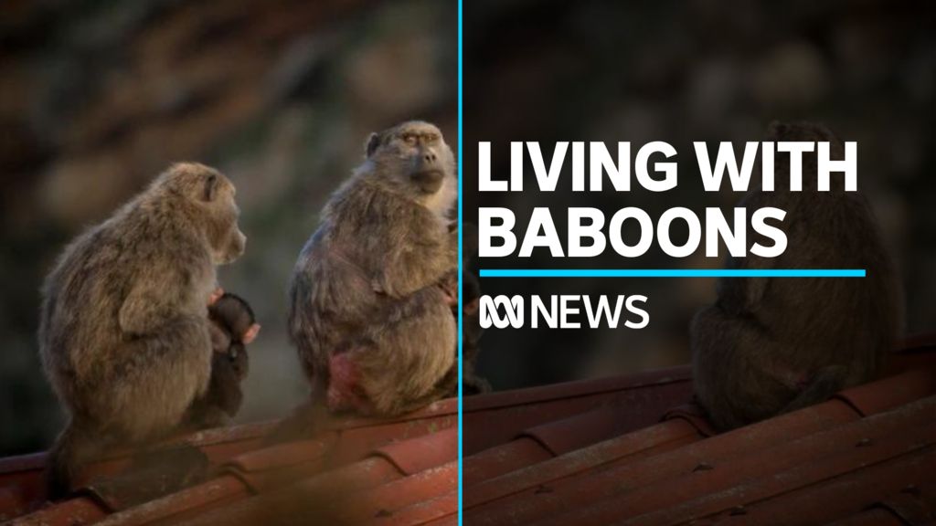 Animal Cruelty - Topic - ABC News