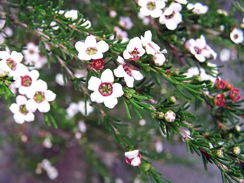 Ever heard of a beautiful shrub garden? Research project out to prove ...