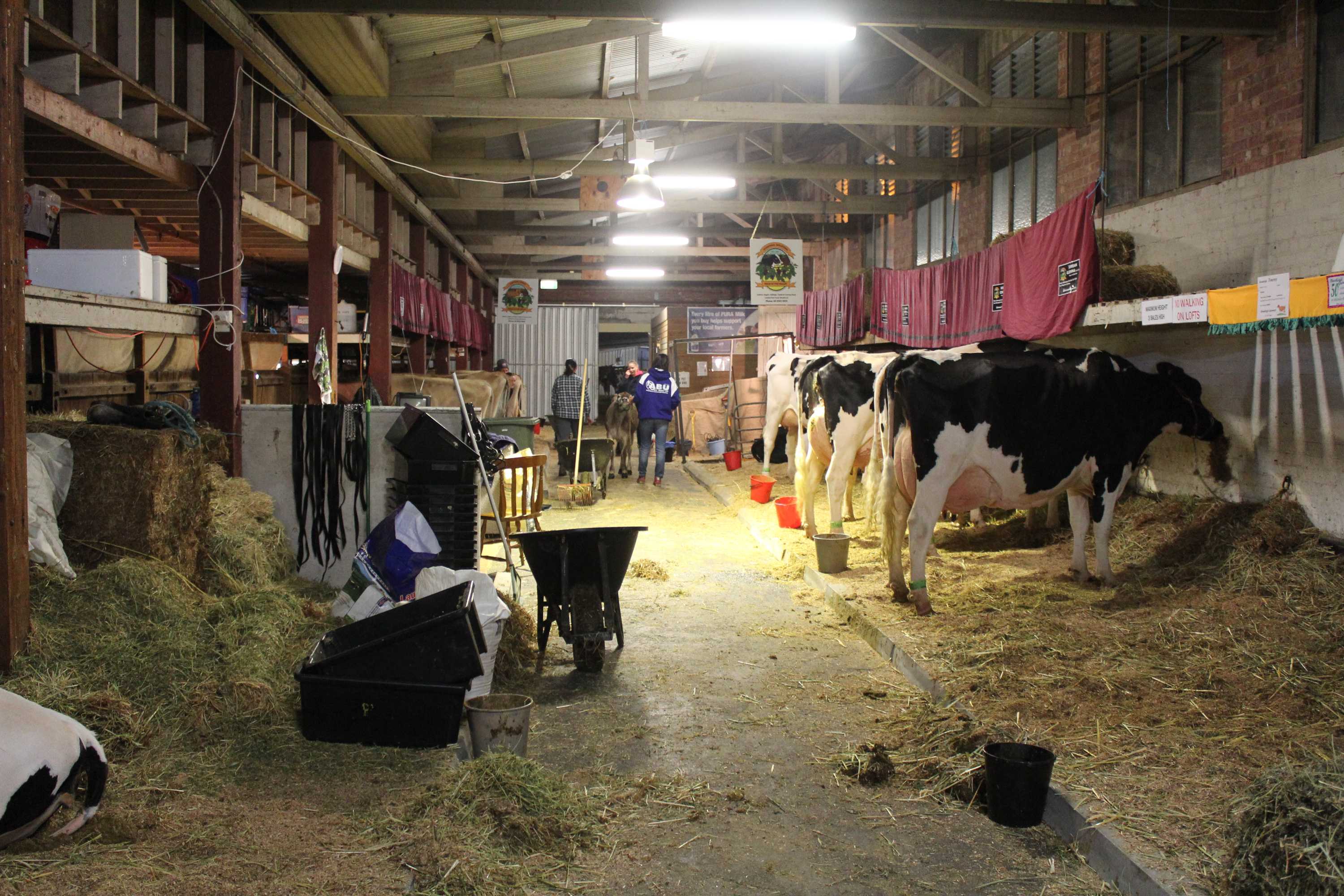 Lockers, laughs and livestock: Life at the show for animal exhibitors ...