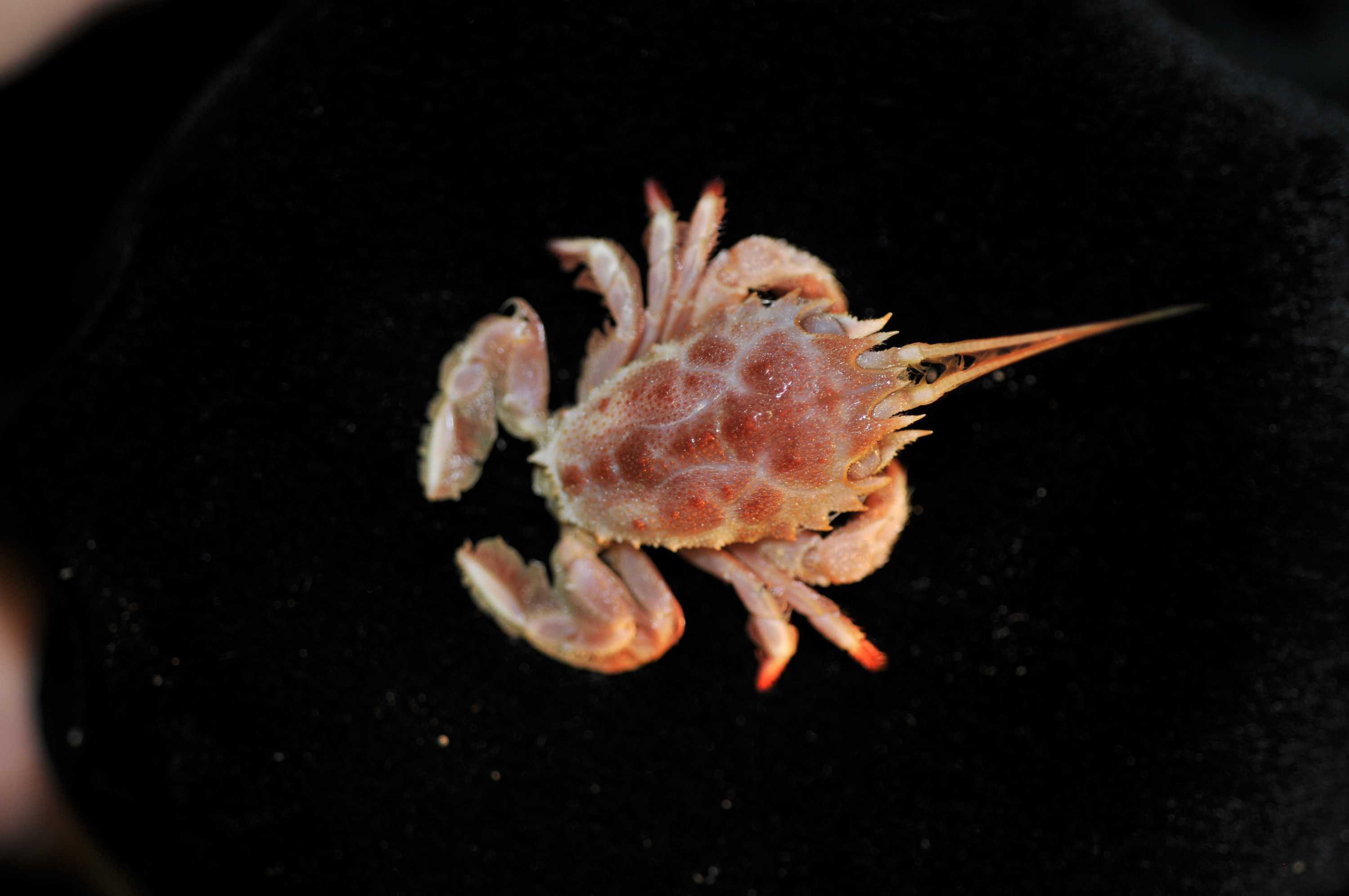 Several new species found around remote WA coast - ABC News
