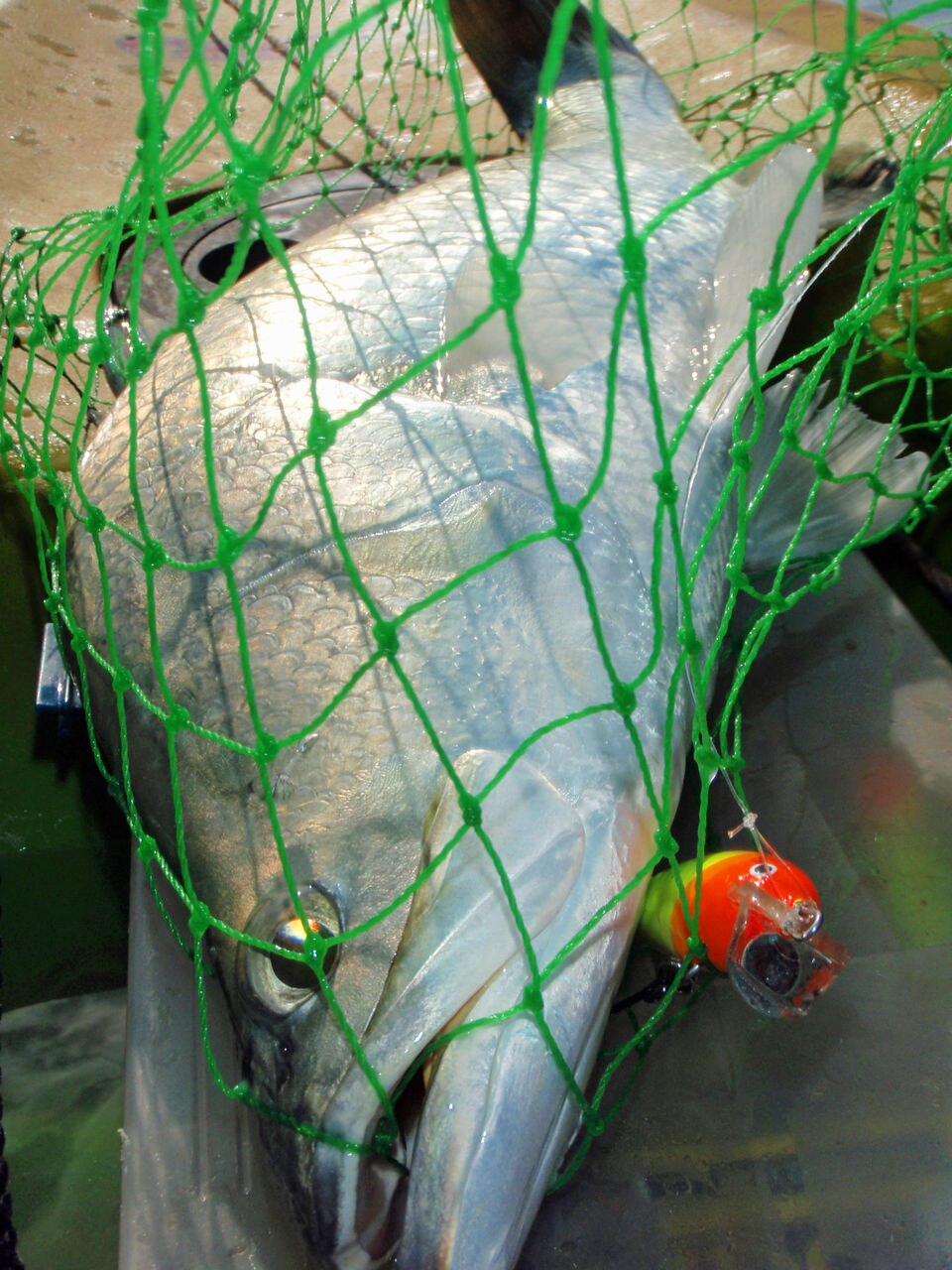 Barra season starts with less room to fish - ABC News