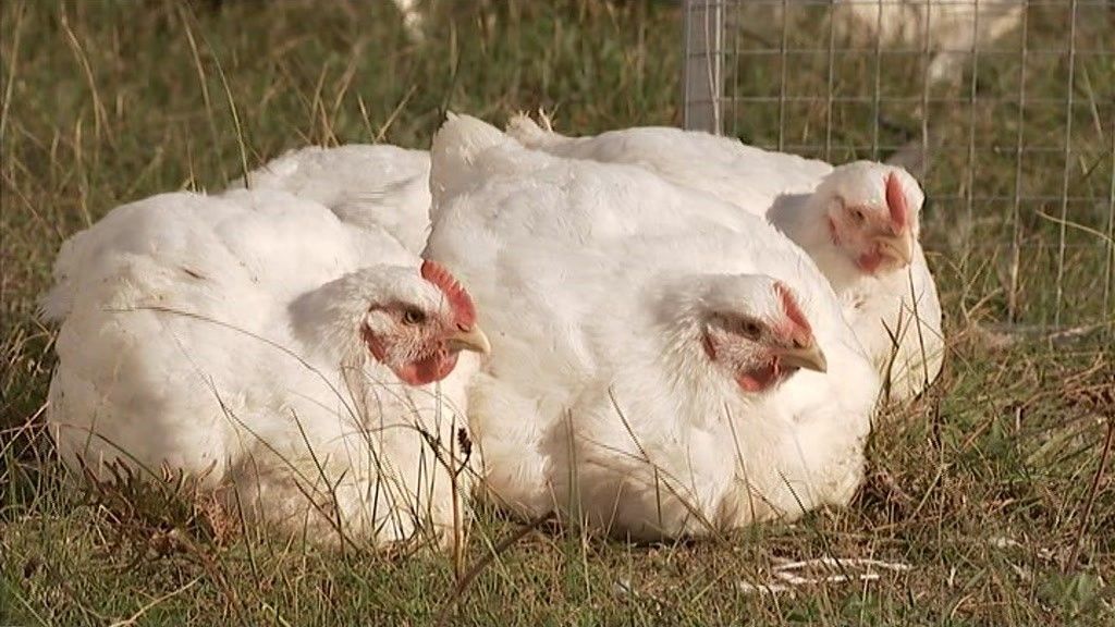 Pastured Chickens: Raising food while regenerating the landscape - ABC News