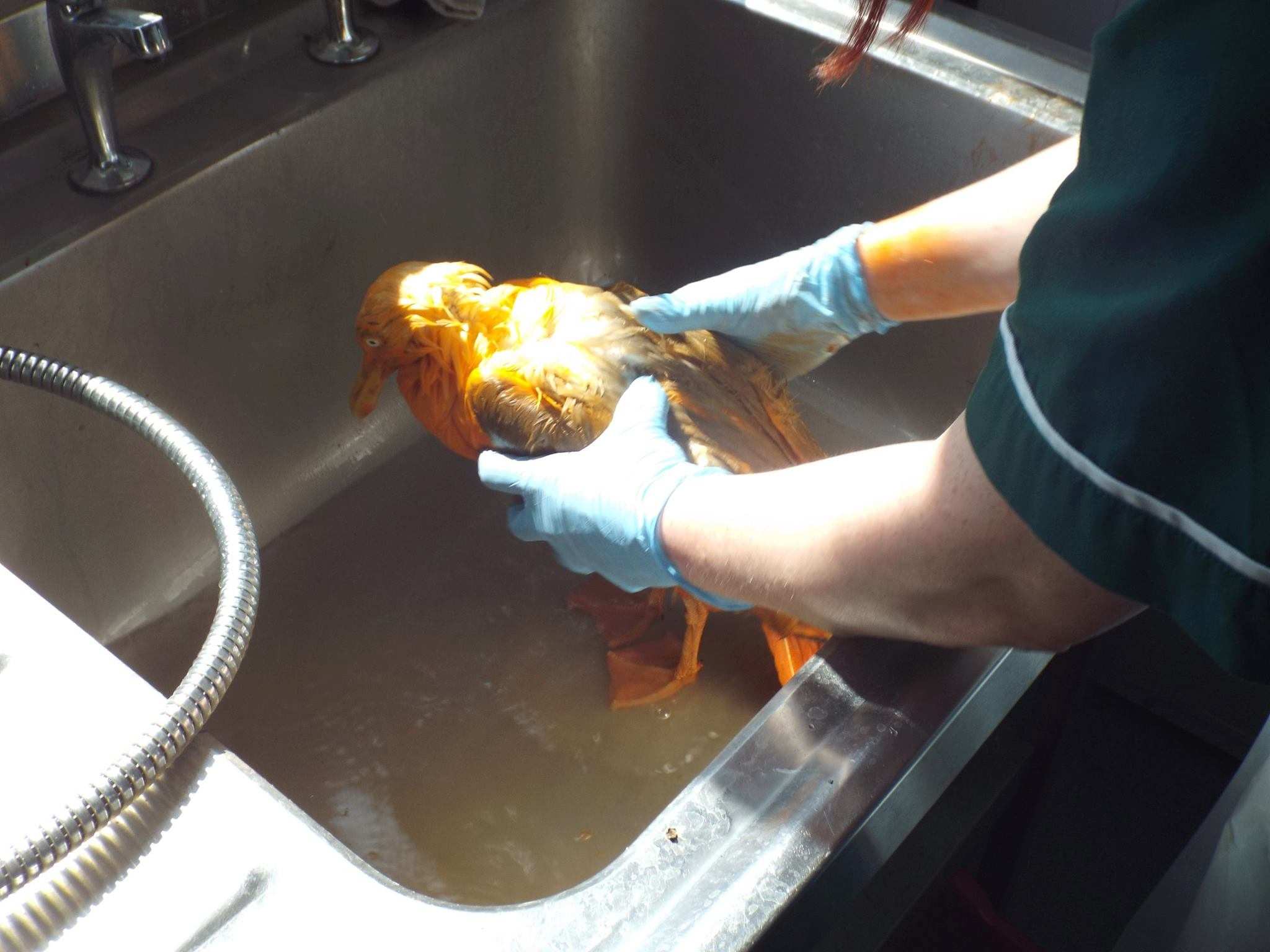 Scavenging seagull turns orange after falling into vat of Indian curry ...
