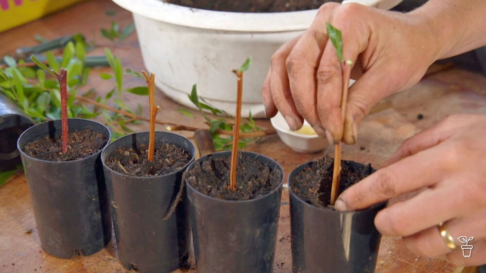 Propagating Sticky Hop Bush - Gardening Australia