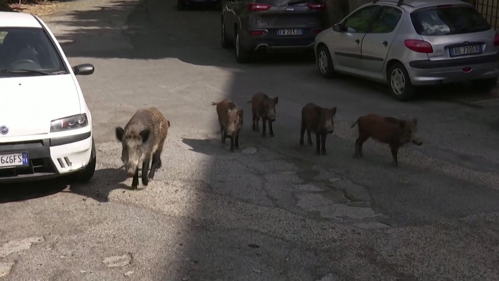Calls for cull as scavenging wild boars trot across Italy and into Rome ...