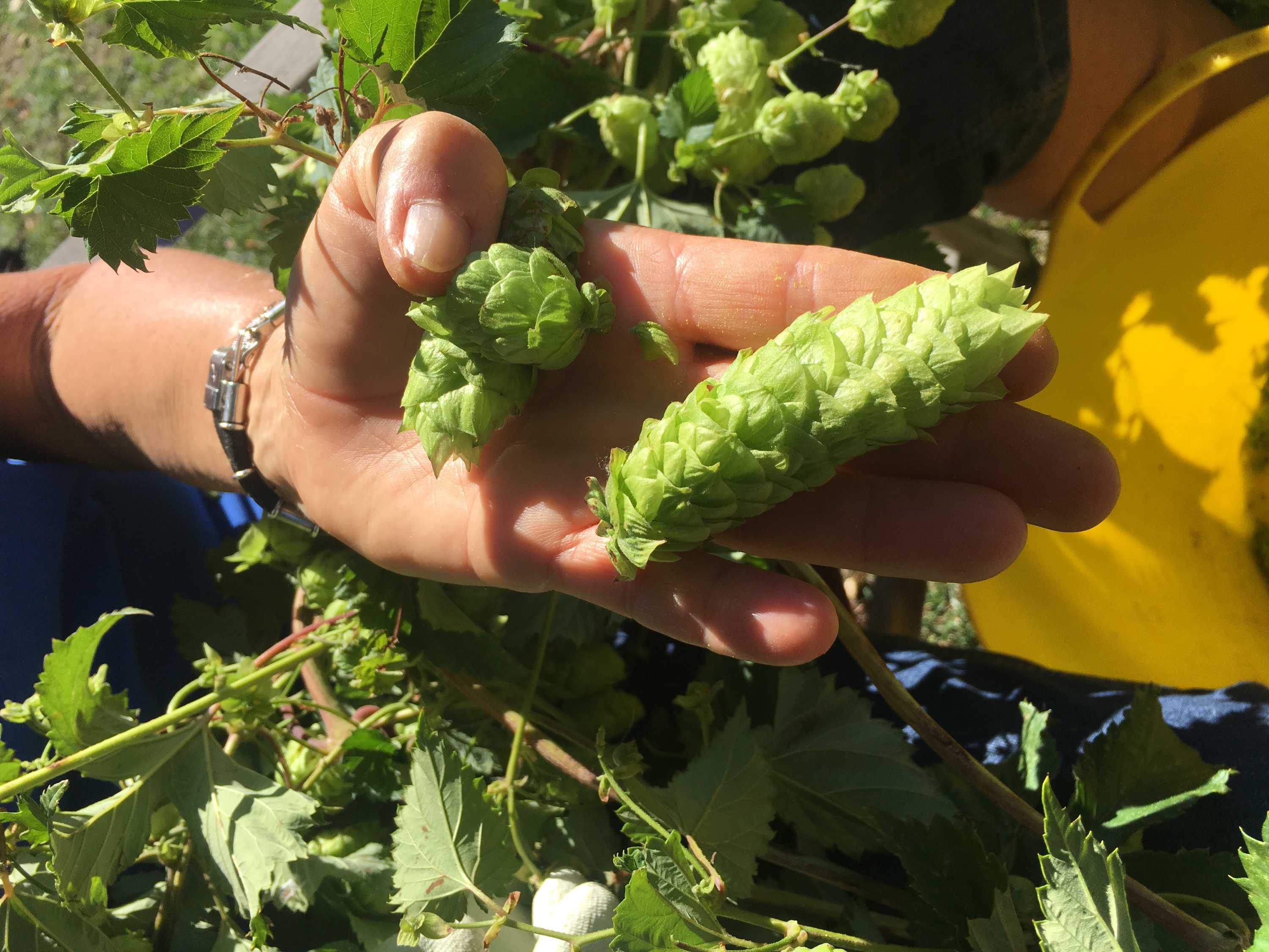 Big demand from Europe for Australian hops as the US remains the ...