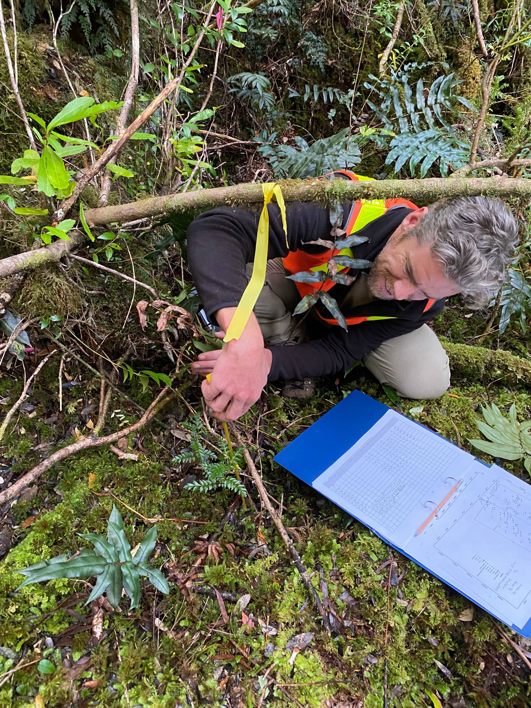 Ancient clonal tree, King's lomatia, excites scientists in Tasmania's ...