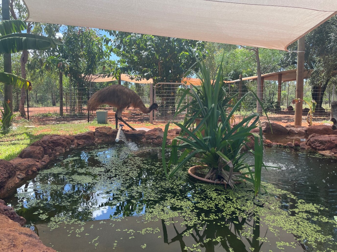Bushy the Kimberley emu lives the high life at Derby animal sanctuary ...