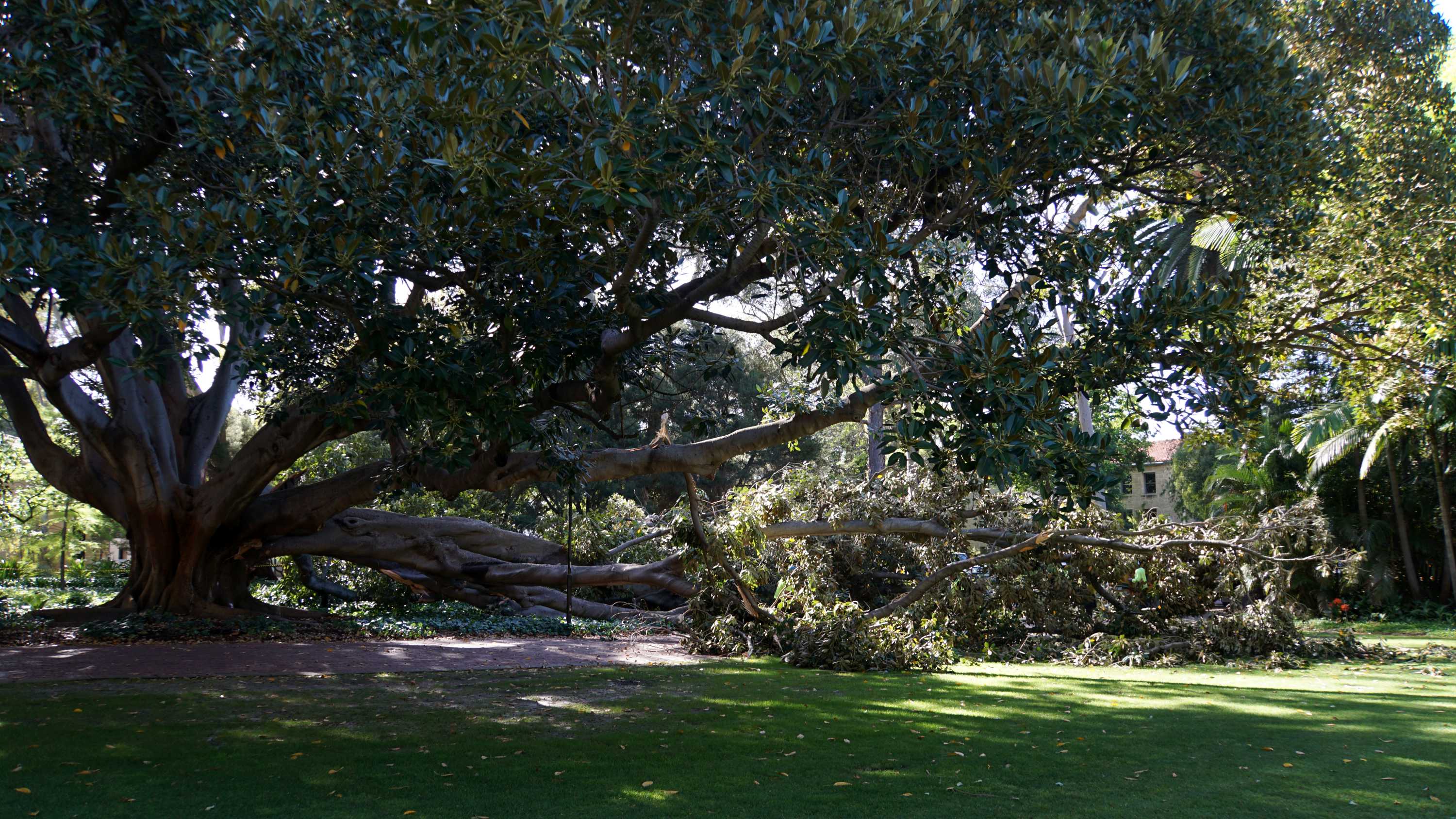 Giant UWA Moreton Bay fig tree collapses, leaving bystanders awestruck ...