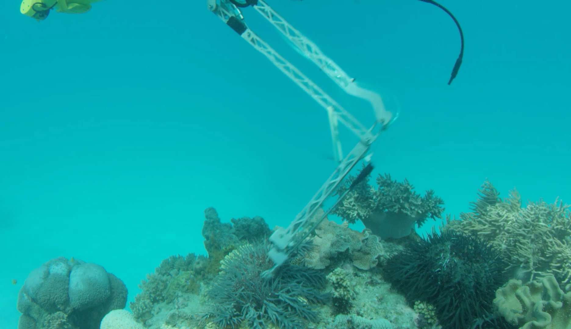 New weapon for war on crown-of-thorns starfish - ABC listen
