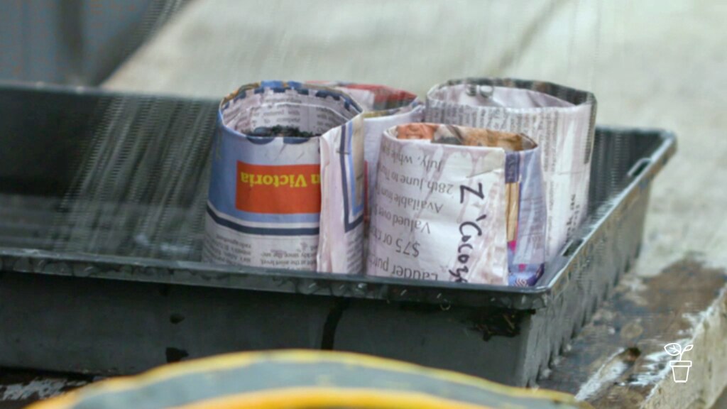 Newspaper Pots - Gardening Australia